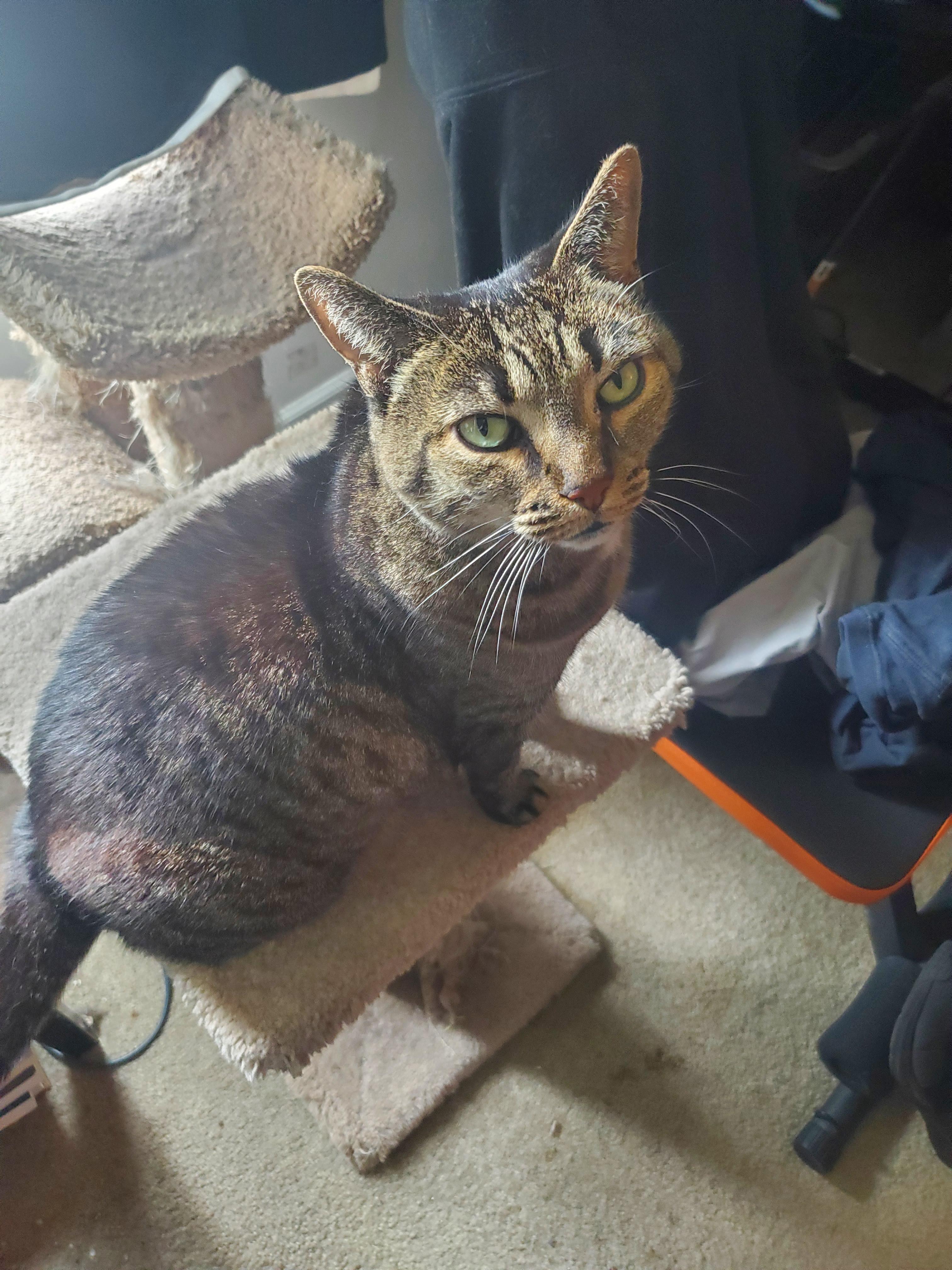 Miss Moxie Chaos, AKA Little Poops, AKA "Mom" since she always looks disappointed. | Scrolller