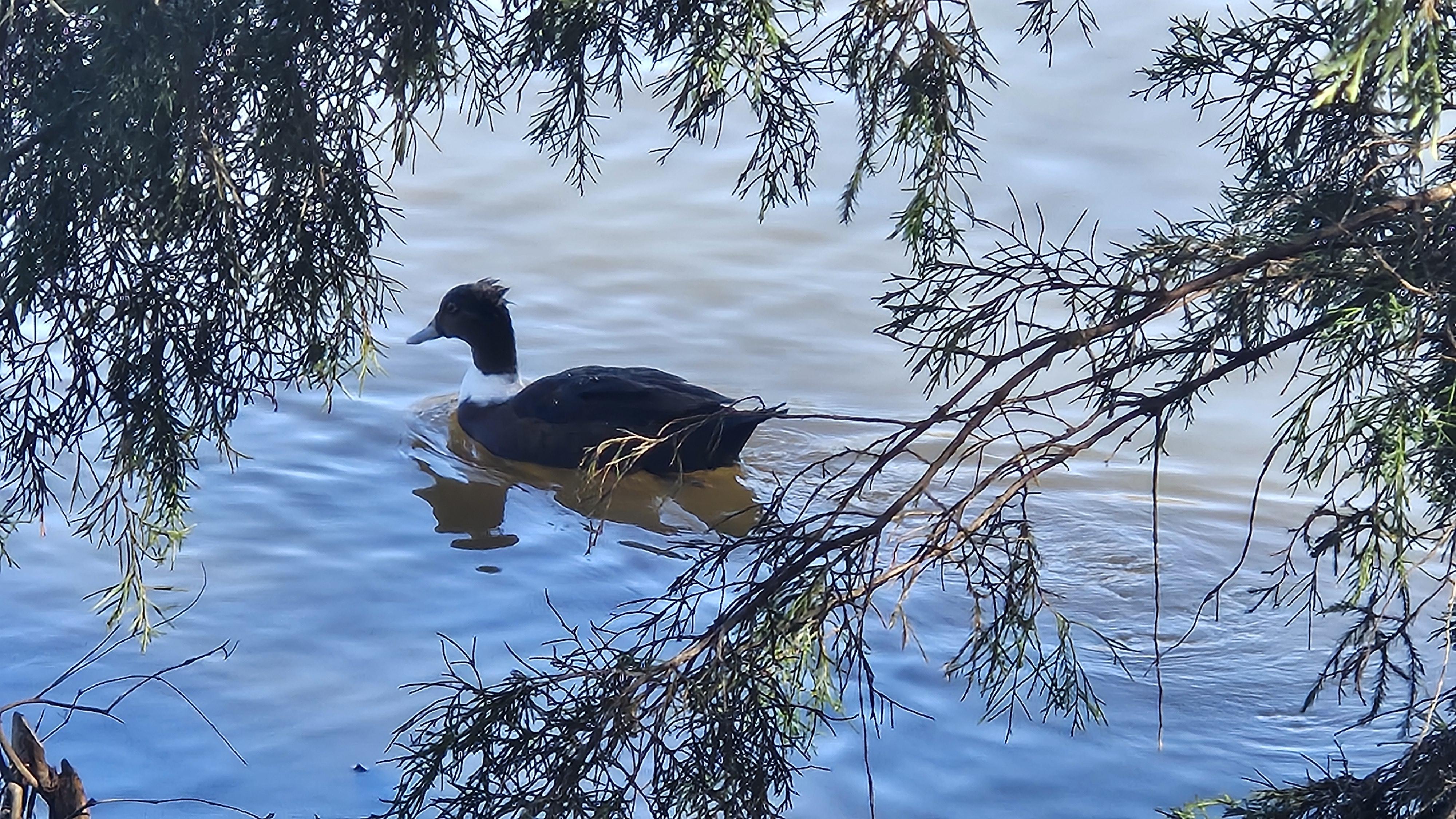 Help identifying duck | Scrolller