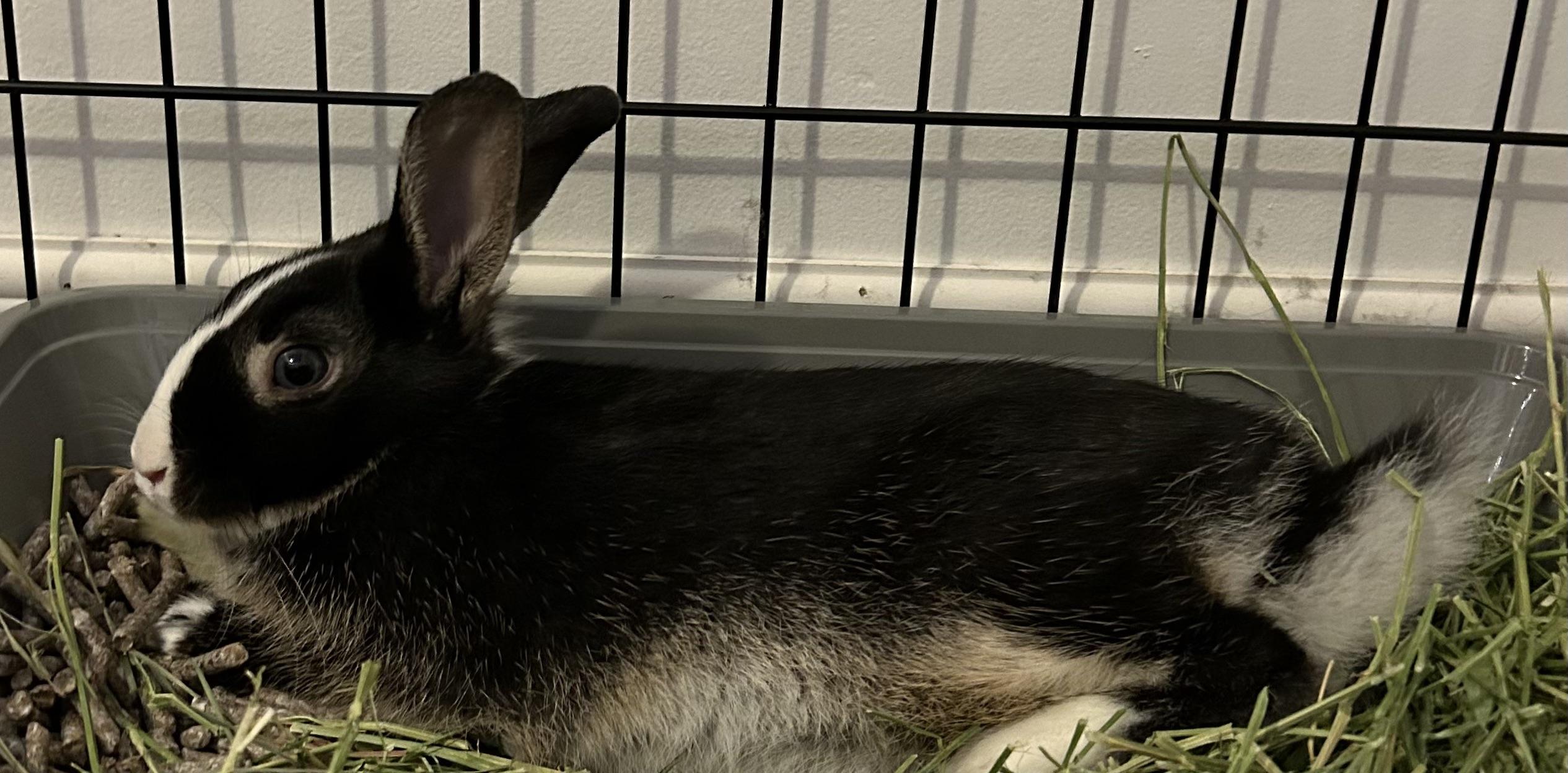 Help identifying the breed of my bun? | Scrolller