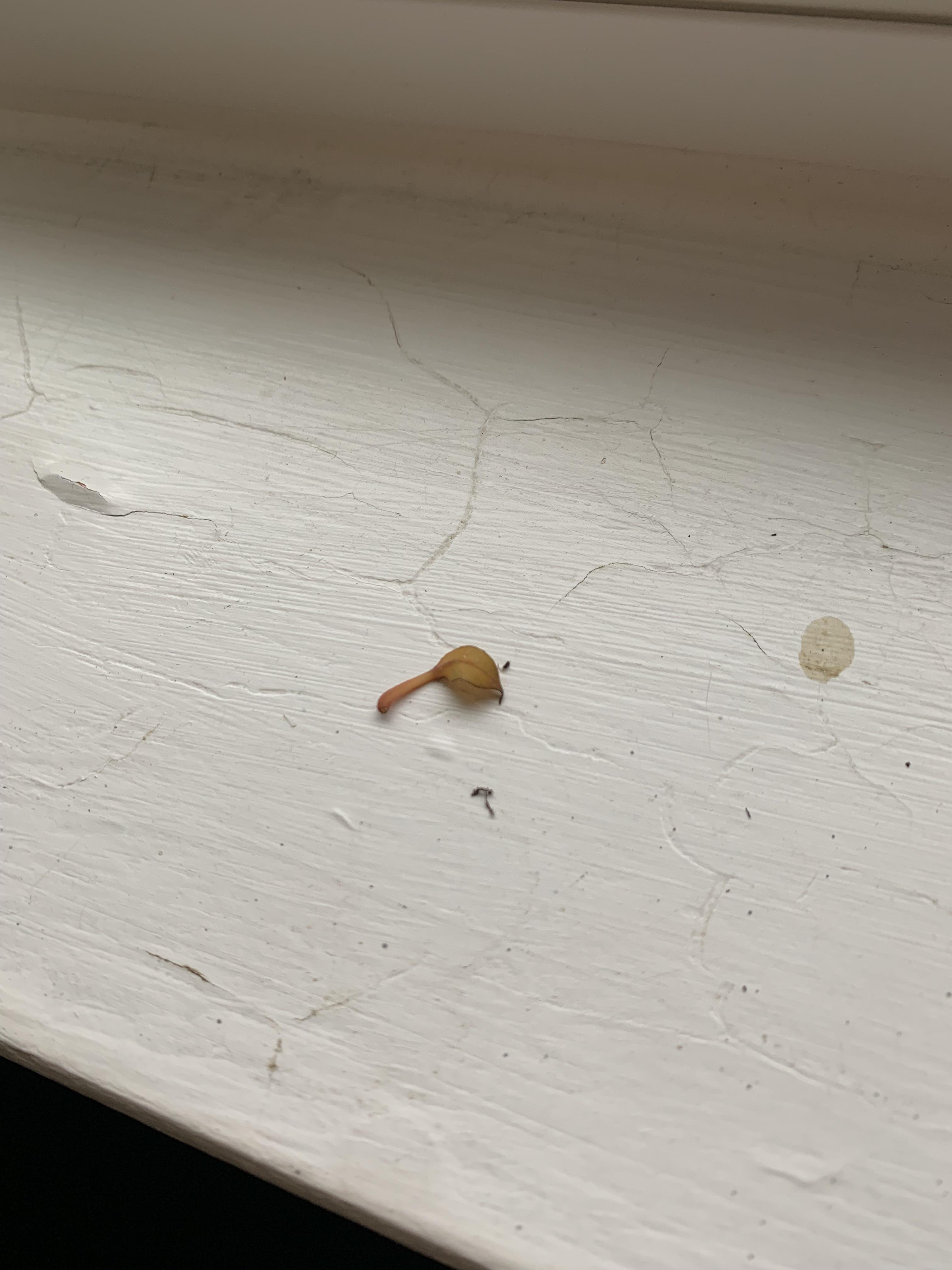 What’s wrong with my Hoya? | Scrolller