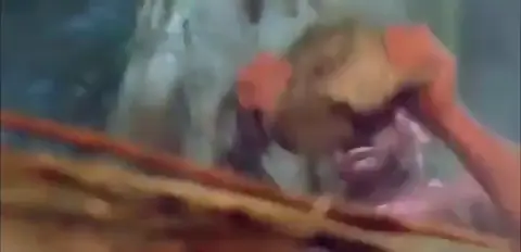 Predator | Scrolller