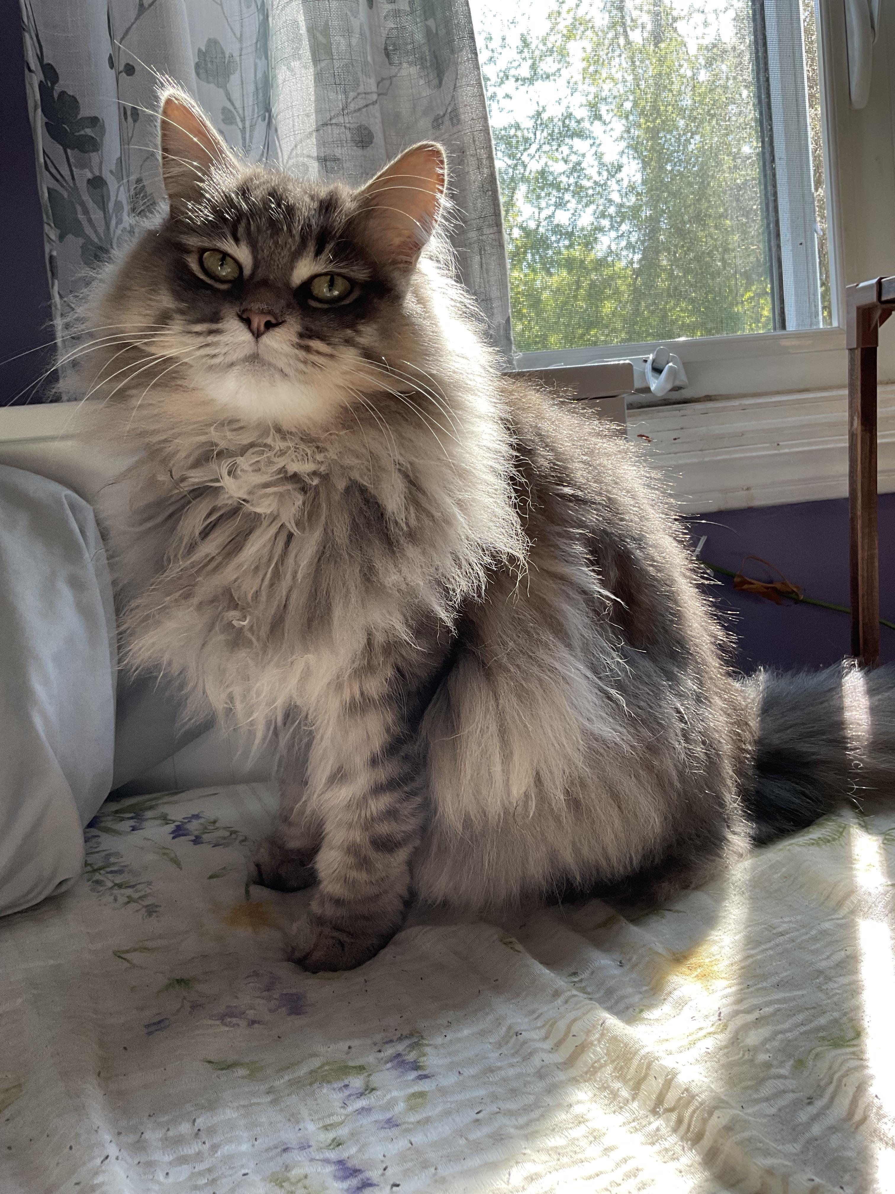 Presenting Luna | Scrolller