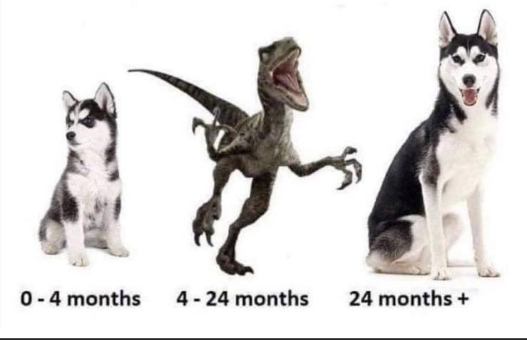 Has anyone not had the velociraptor phase? | Scrolller