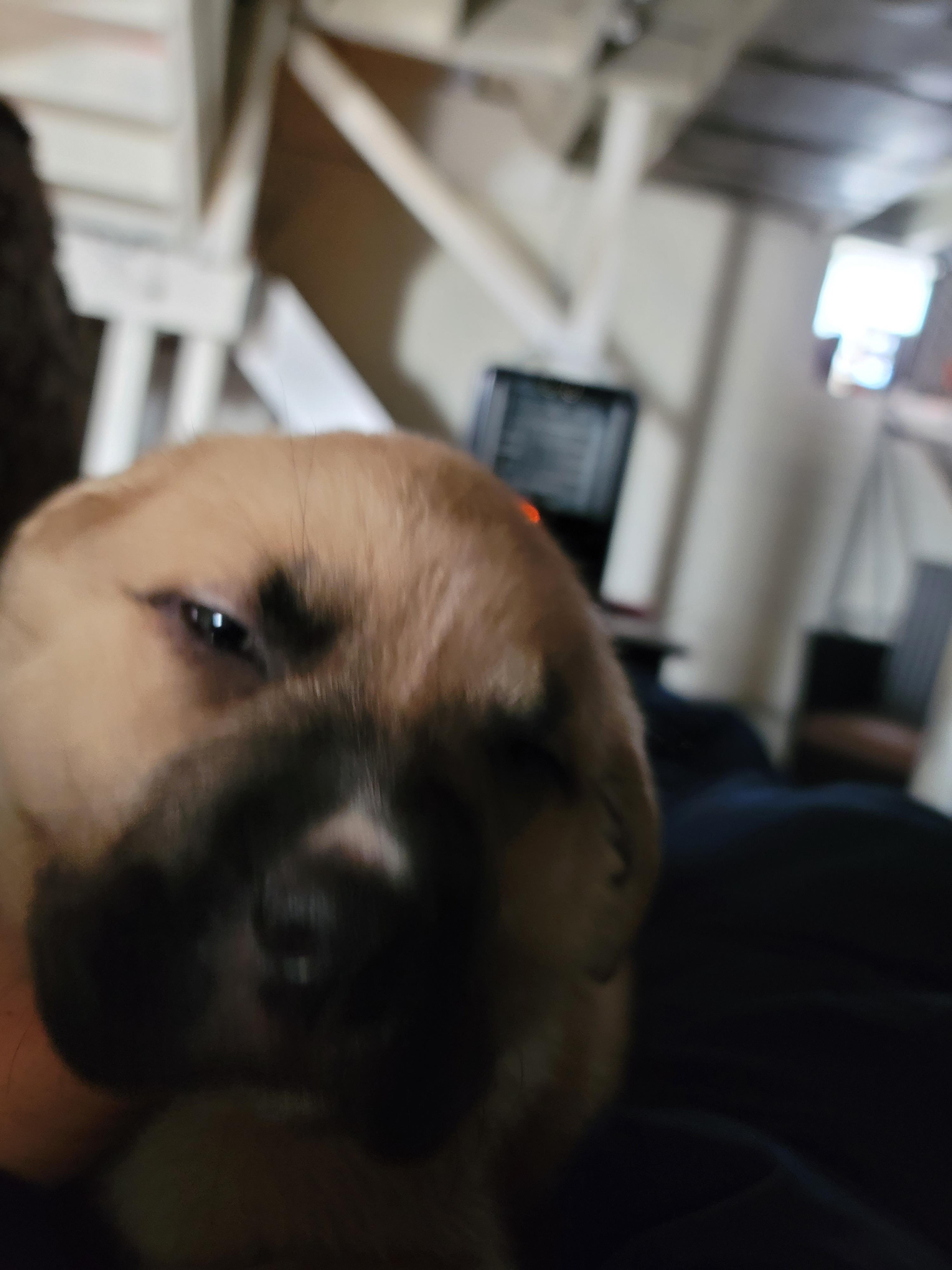 Two pics of my Bolo when he was a grumpy, slightly sleep peanut head | Scrolller