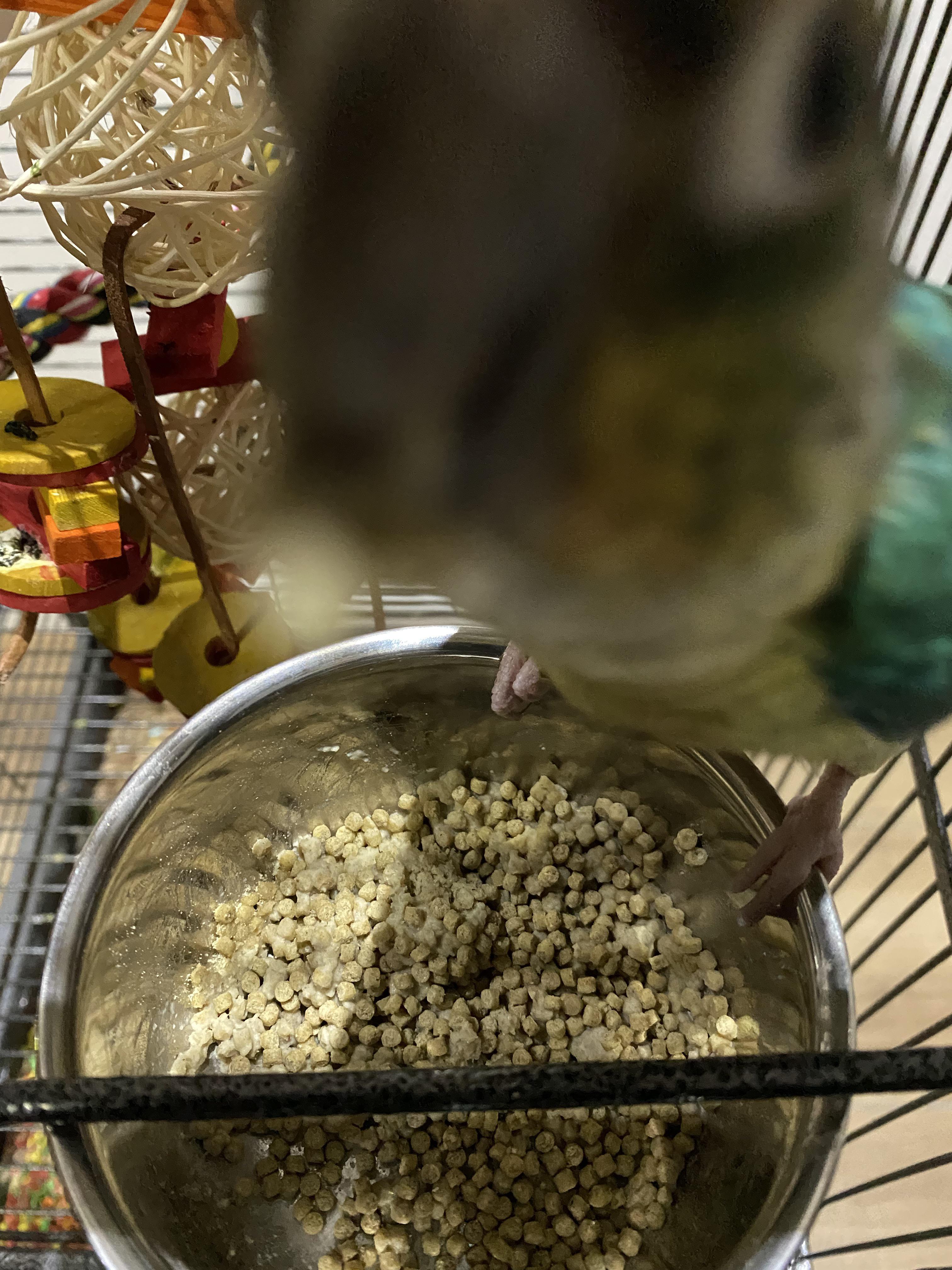 Converted him from a seed diet to pellets finally! | Scrolller