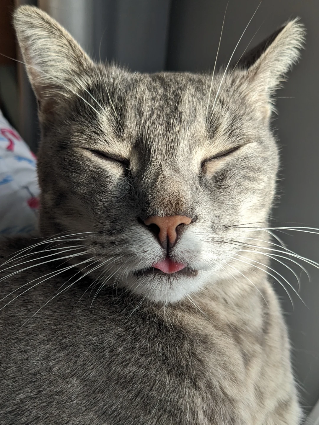 Puddz Blissful Blep | Scrolller