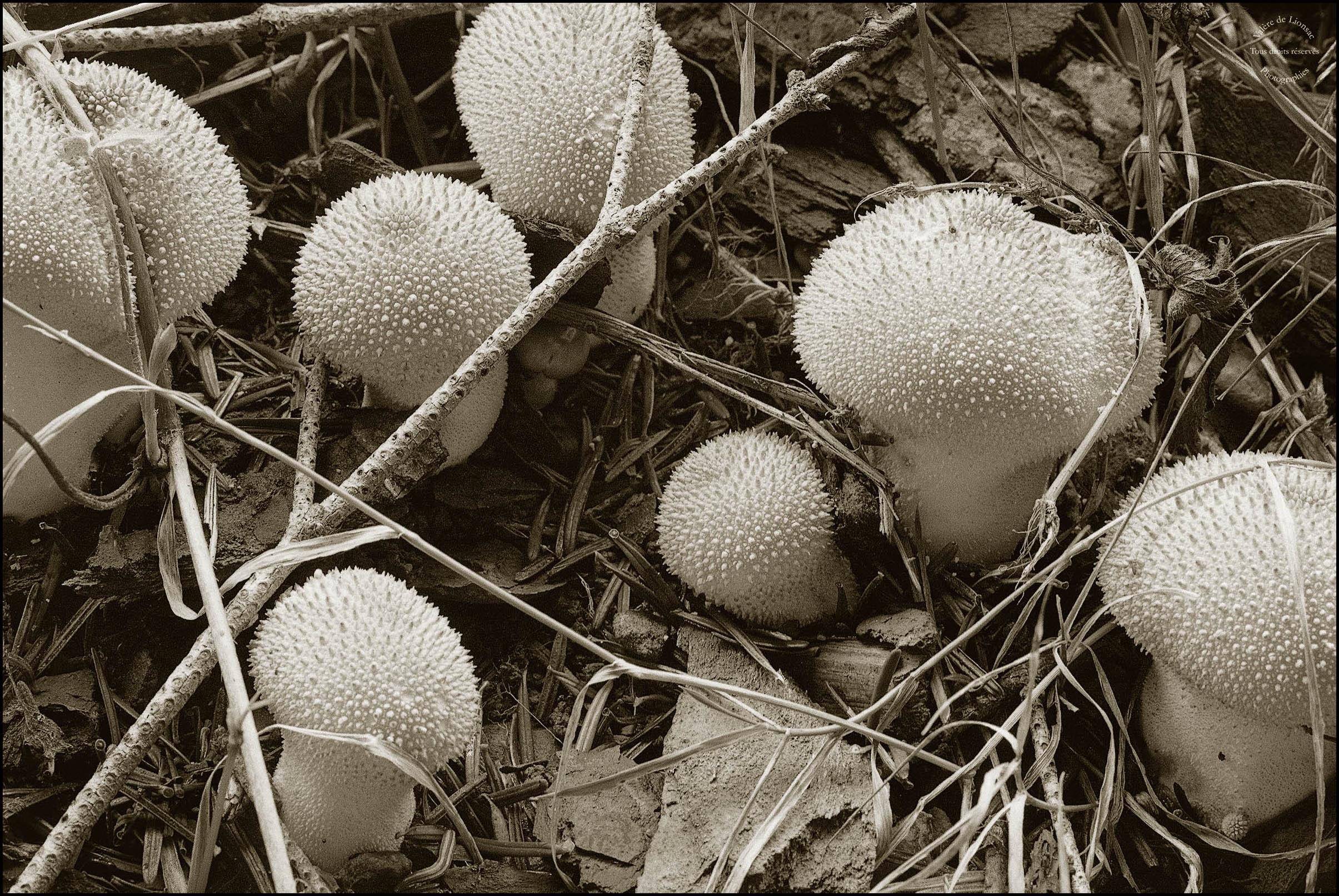 Puffballs | Scrolller