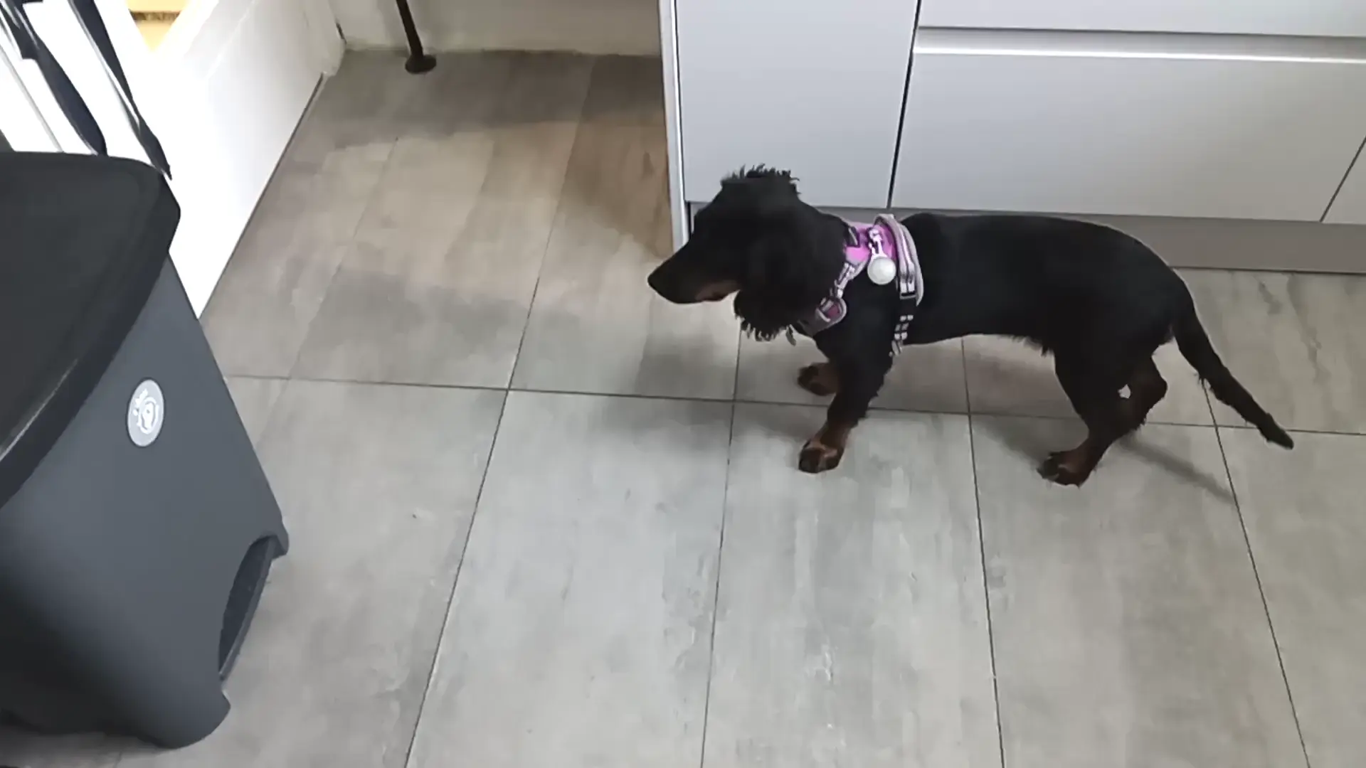 Pup learning the ropes | Scrolller