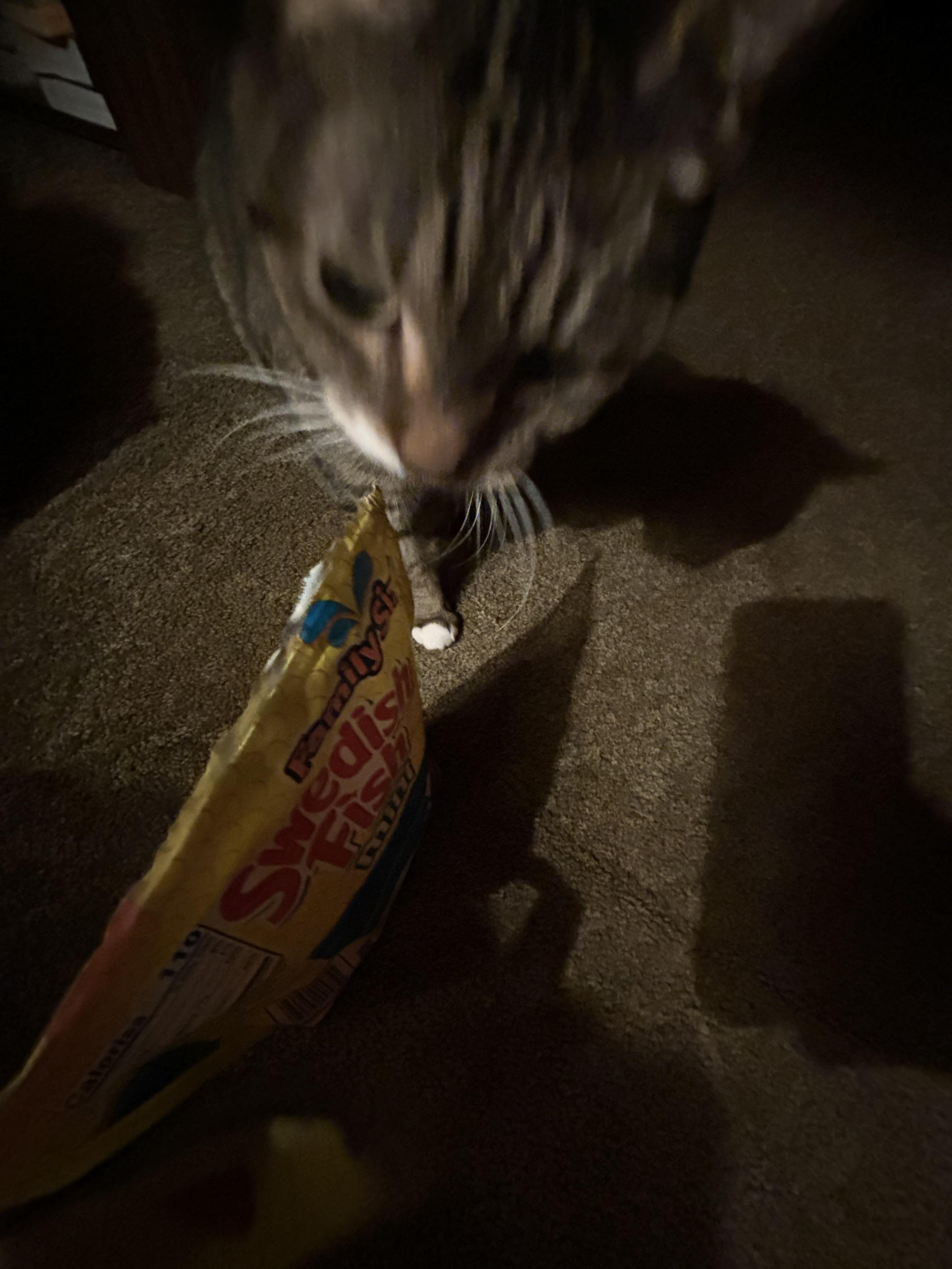 Show me your cats weird obsession! Oscar is obsessed with this Swedish Fish bag. | Scrolller