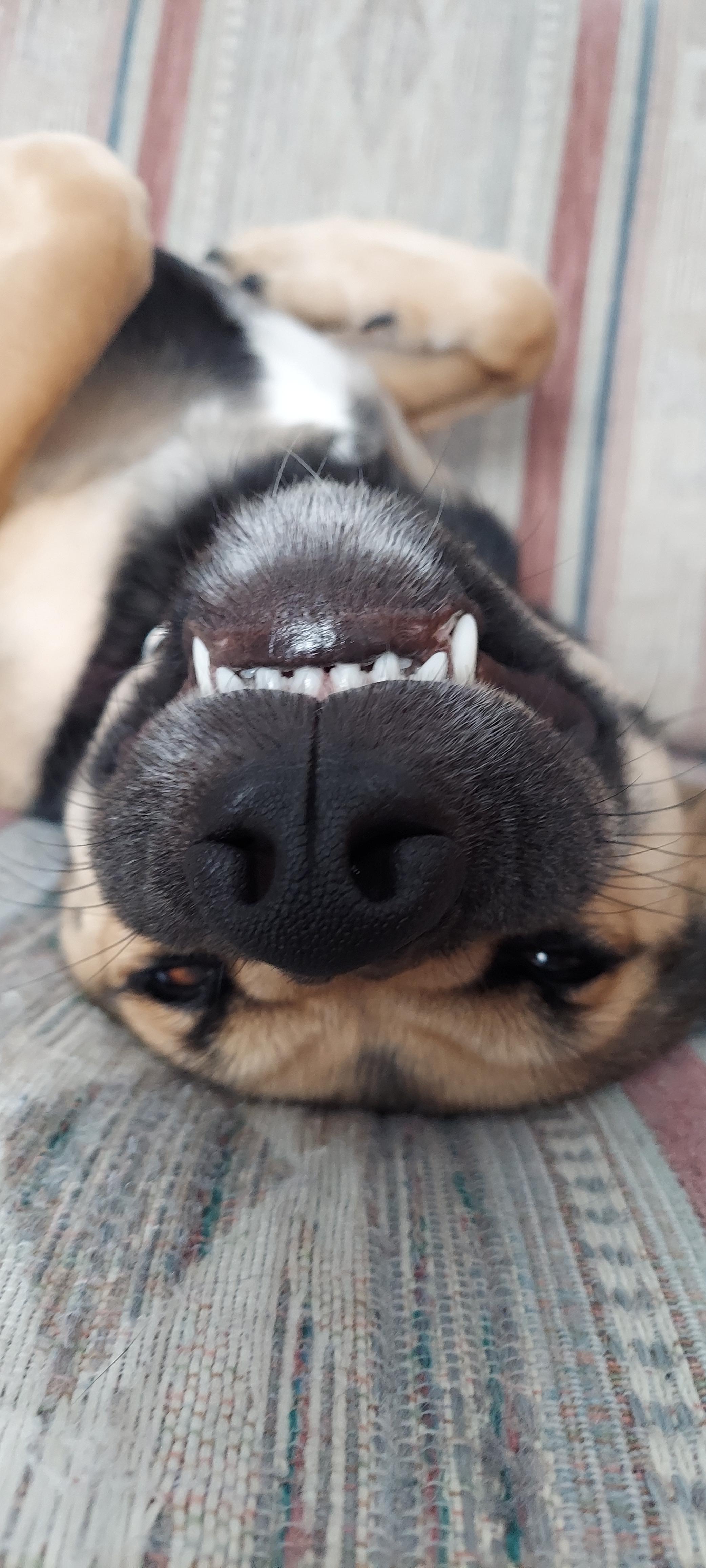 Pupper = Upside-down | Scrolller