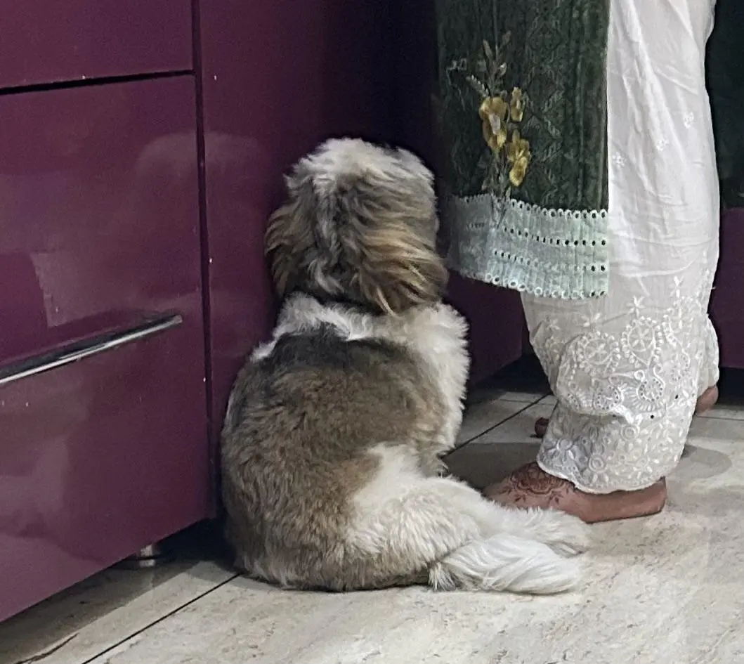 Puppy Biting Scrolller