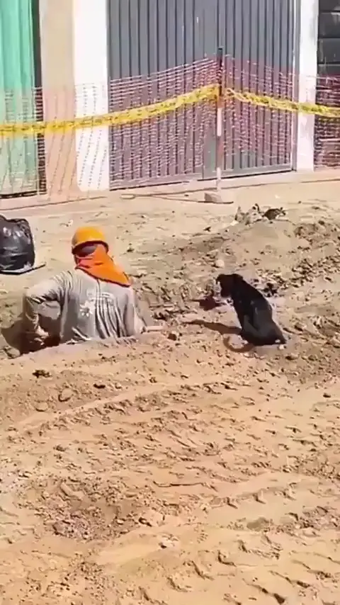 Puppy Helping Dig | Scrolller