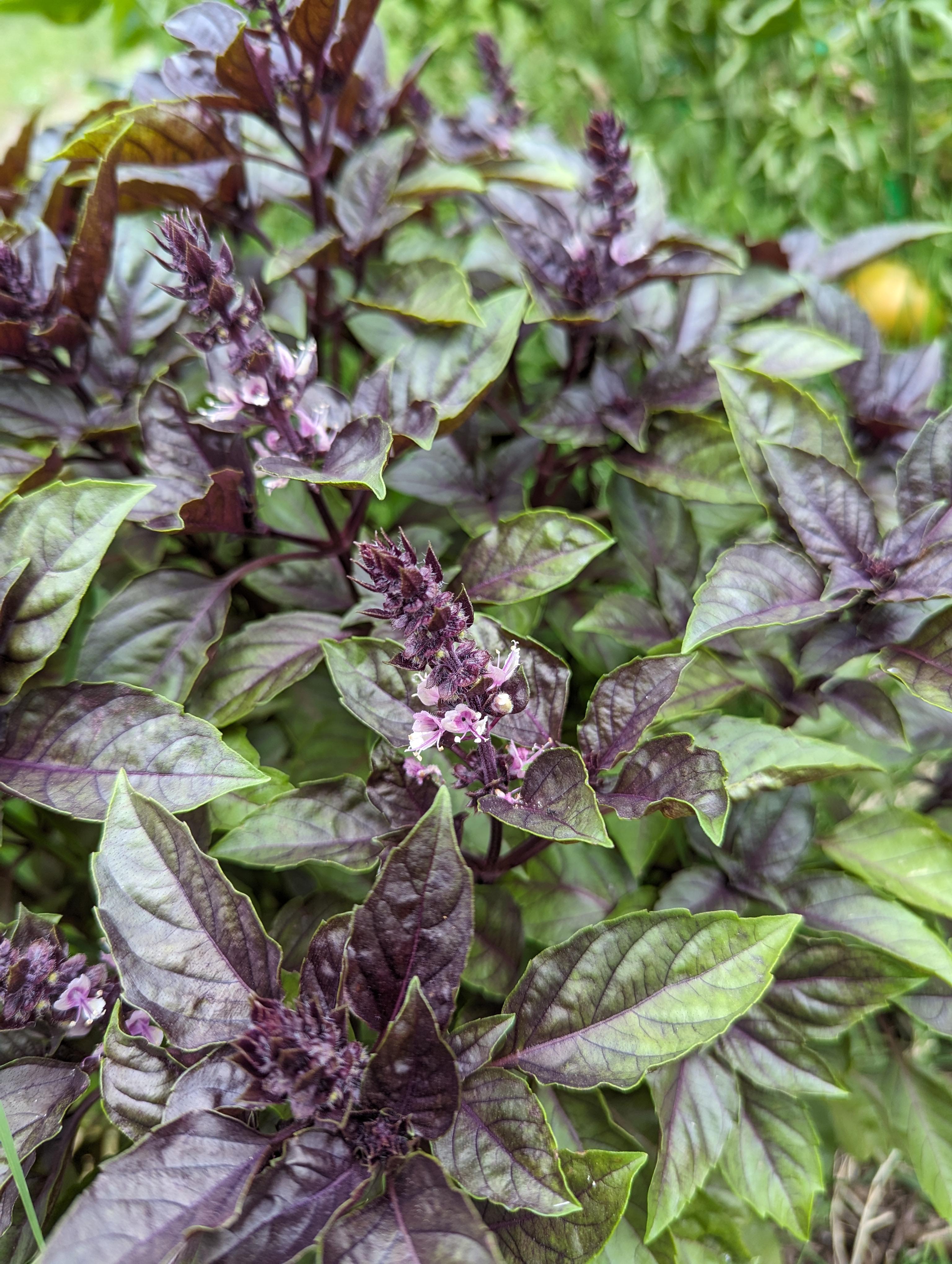 Purple basil | Scrolller