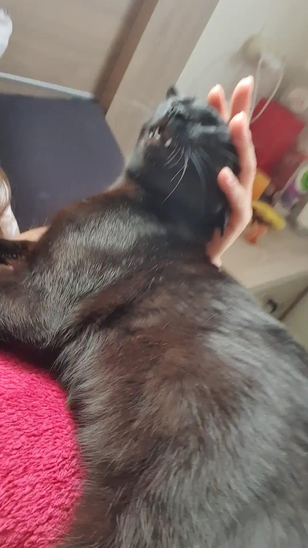 Purring up a storm | Scrolller