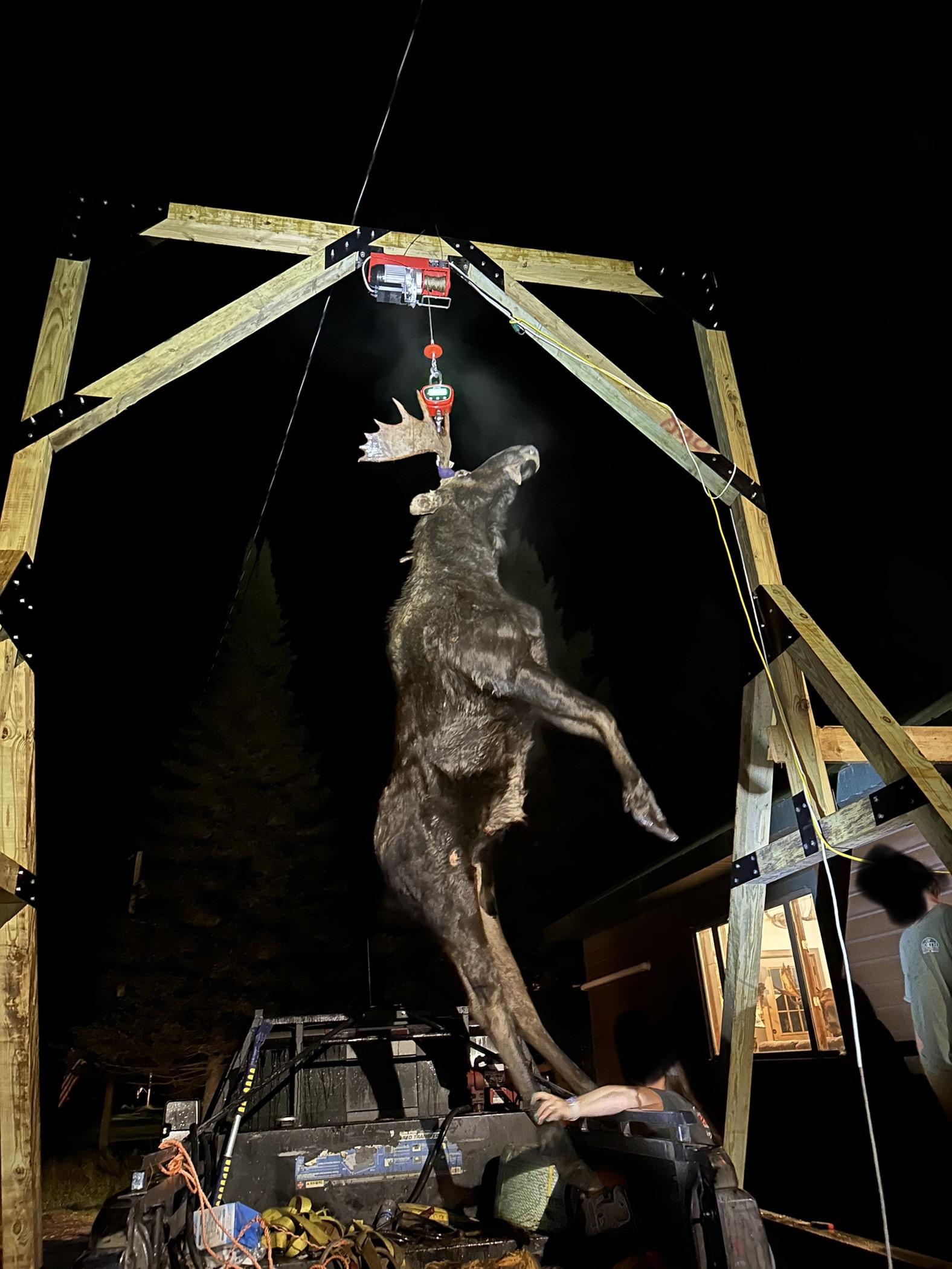 Maine Bull Moose Hunt 2023 | Scrolller