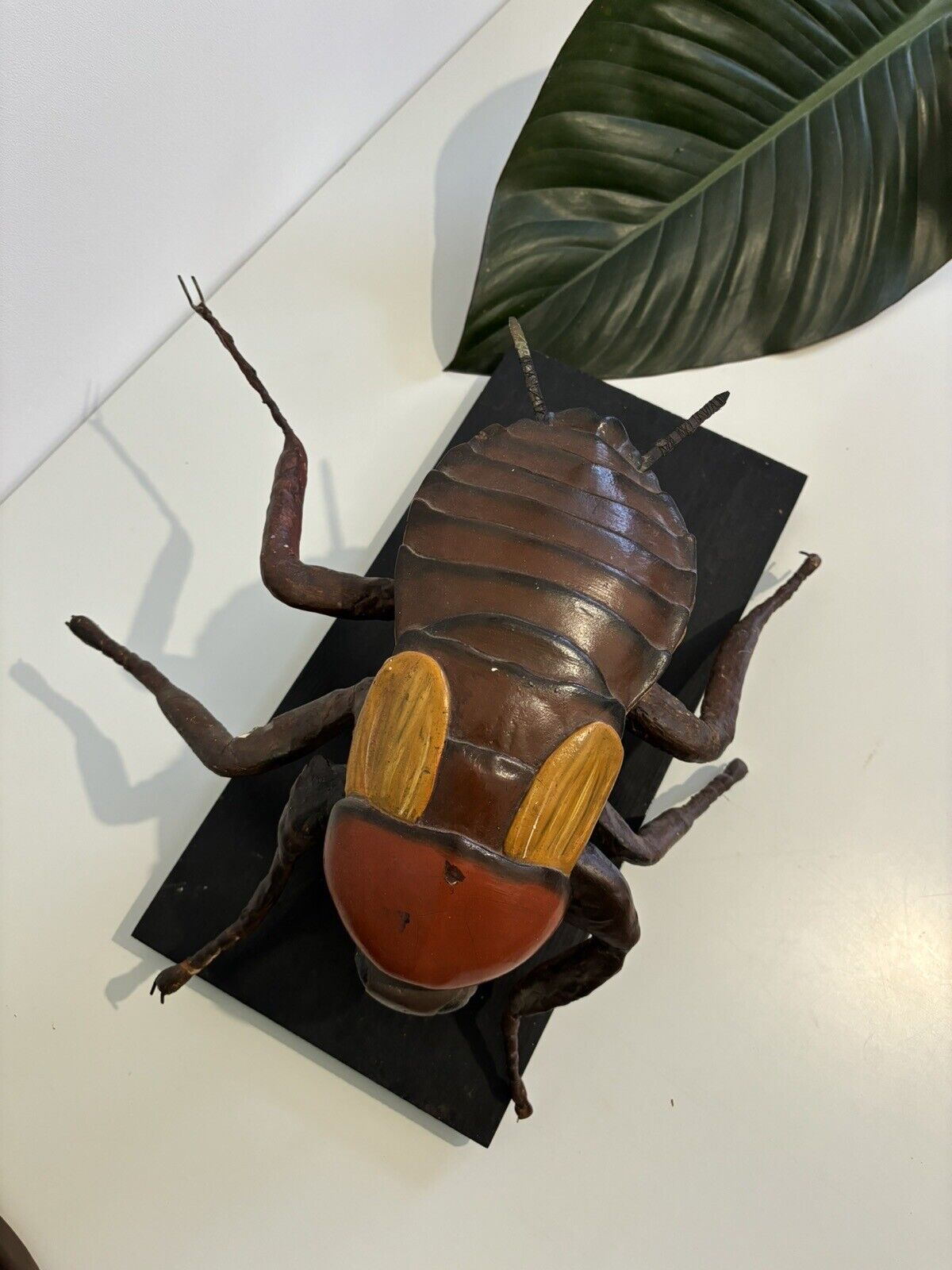 What is this anatomical model bug? | Scrolller