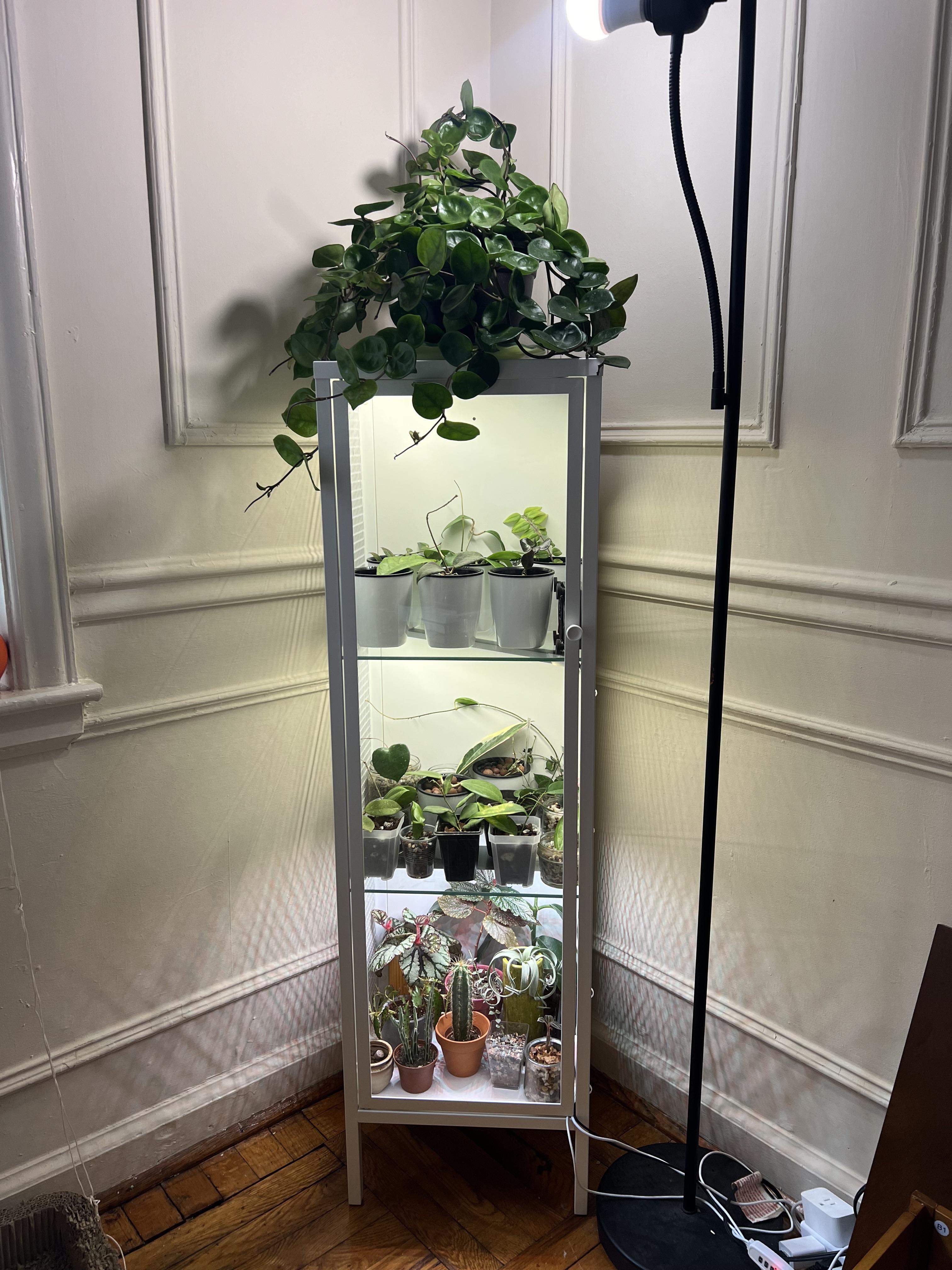 Some of my hoya collection 🌿 | Scrolller