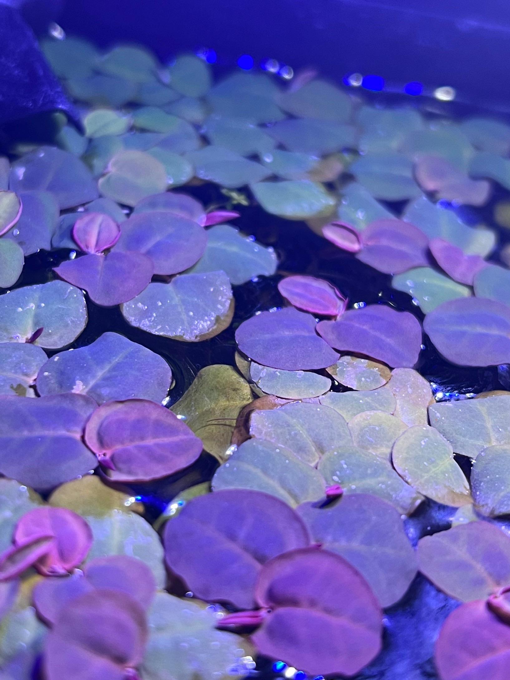 White powder on red root floaters? | Scrolller