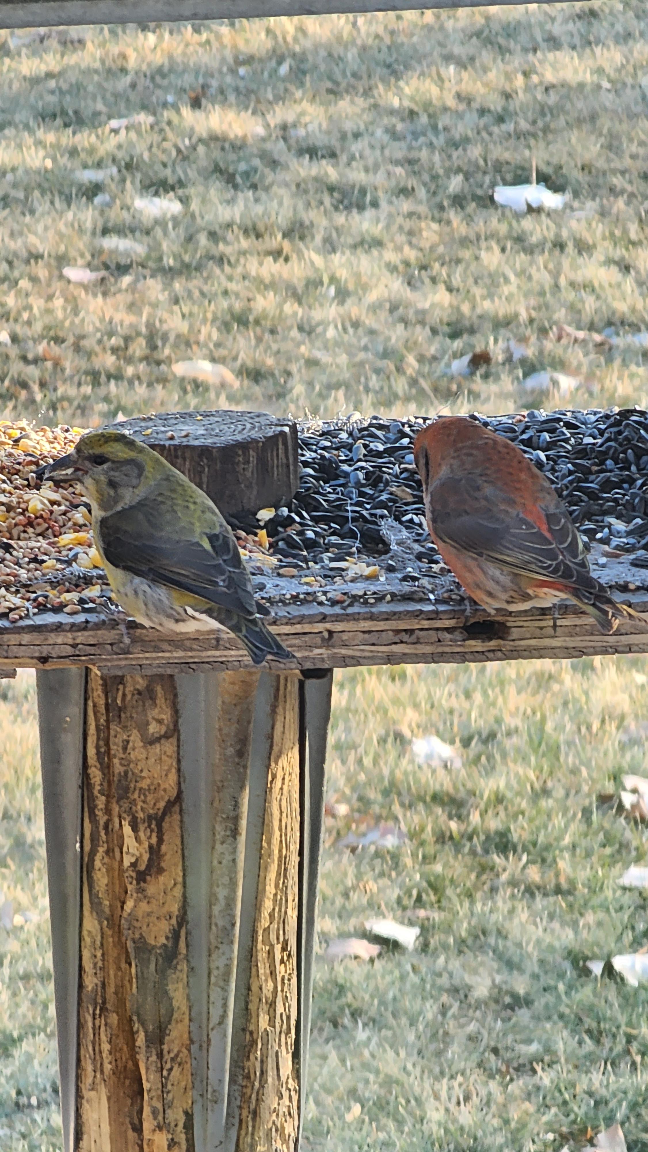 Help identify | Scrolller