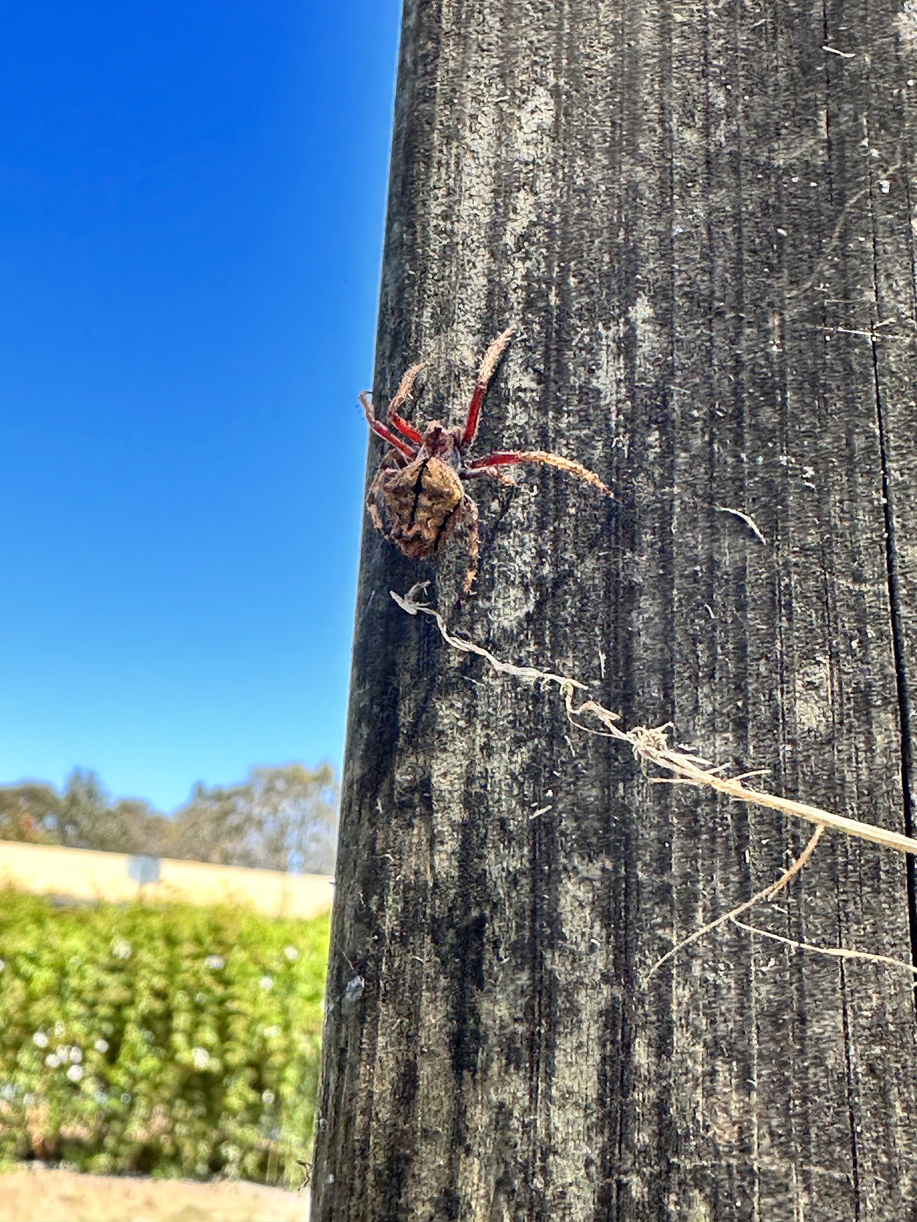 What is this spider? | Scrolller