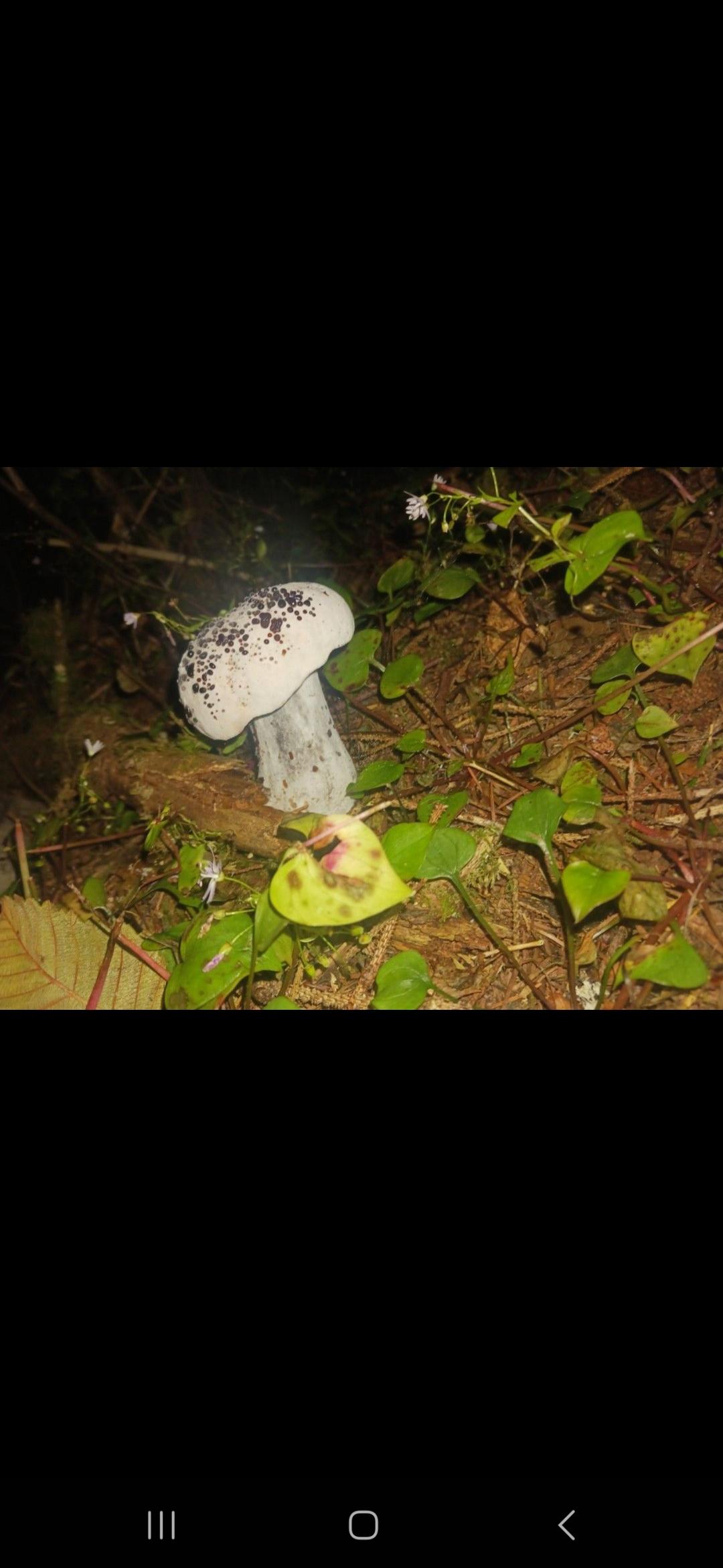 Help identifying | Scrolller