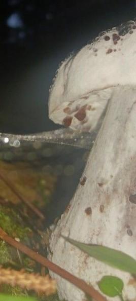 Help identifying | Scrolller