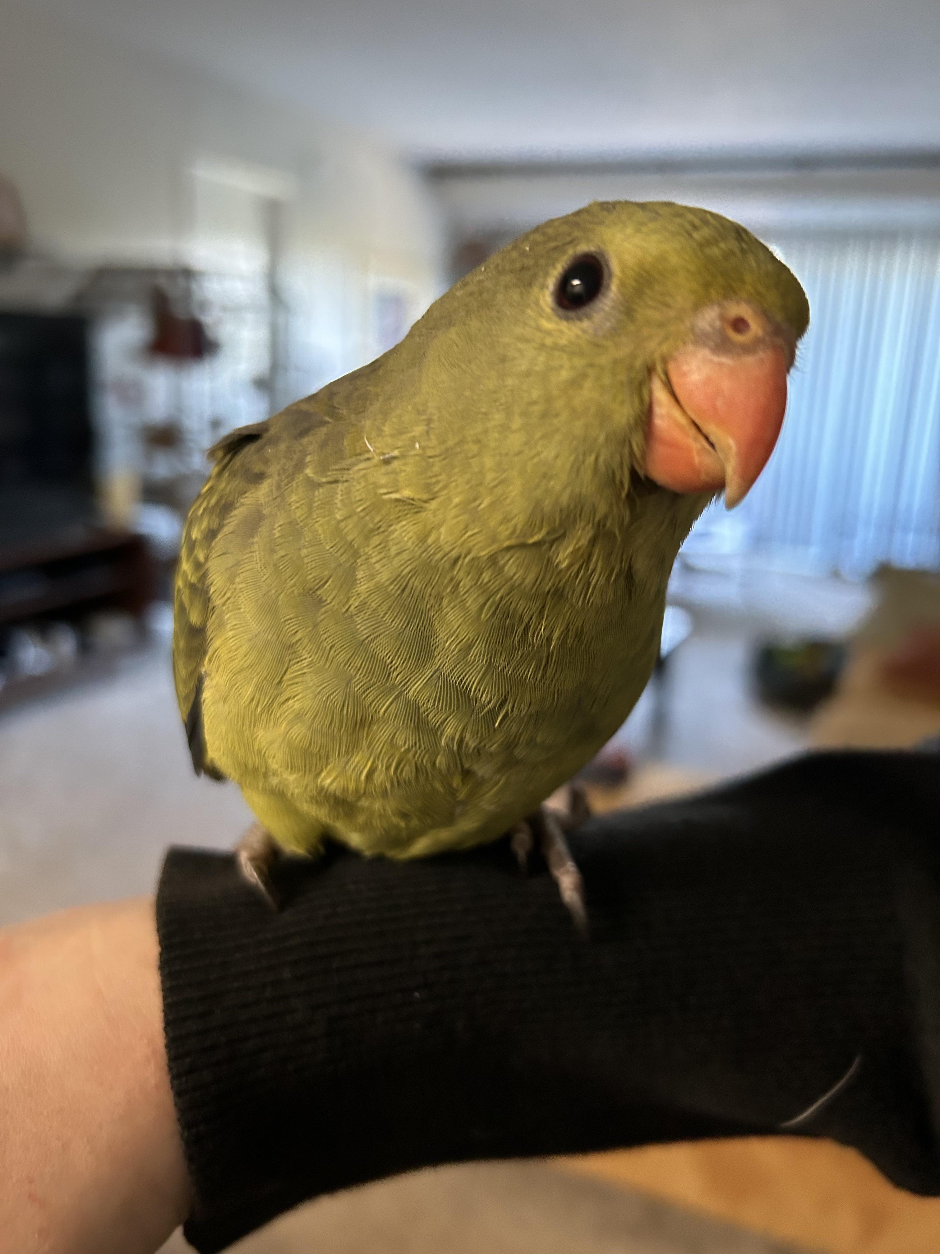 Regent/ Rock Pebbler Parrot | Scrolller