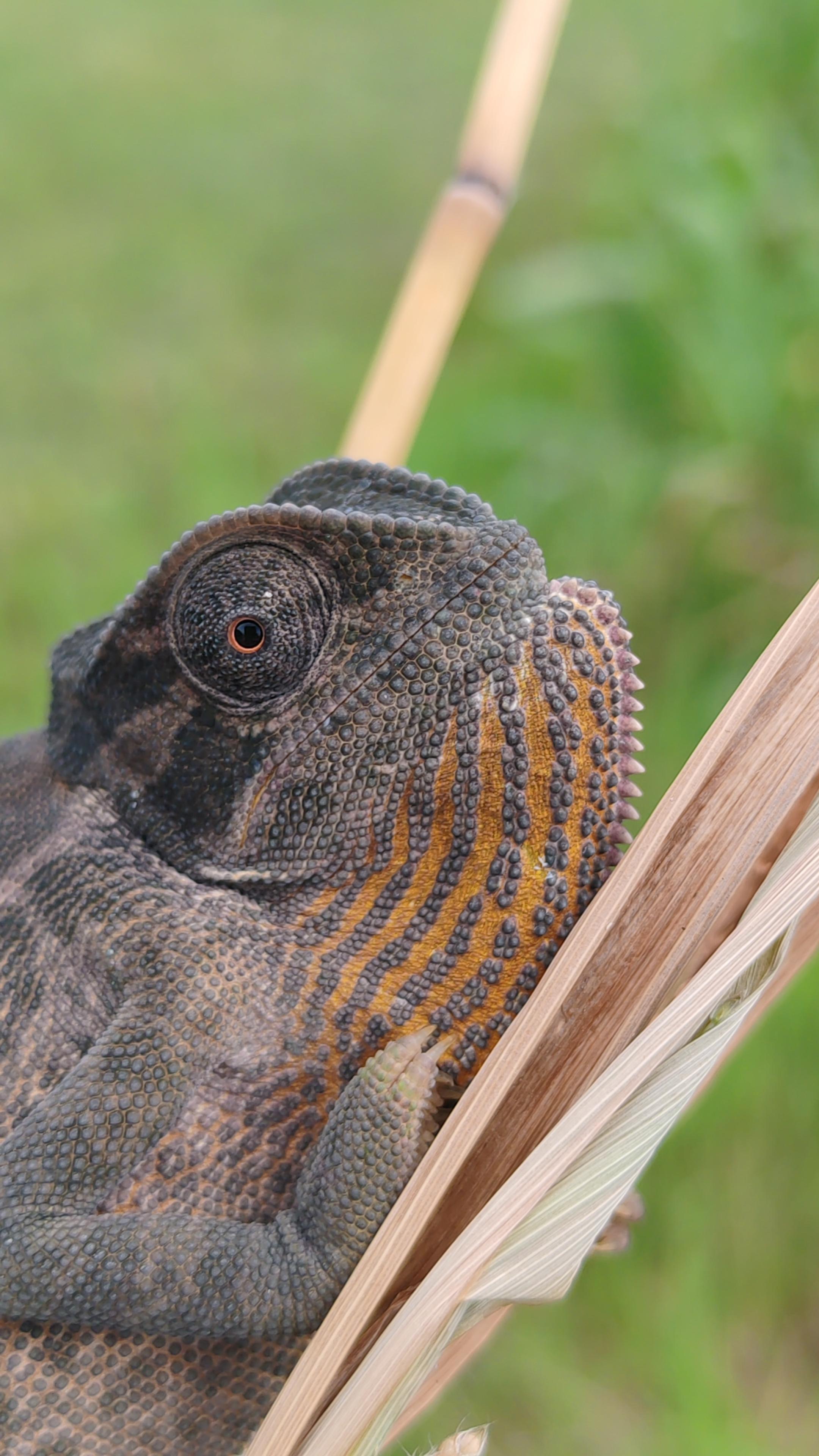 Chameleon spotted!! | Scrolller