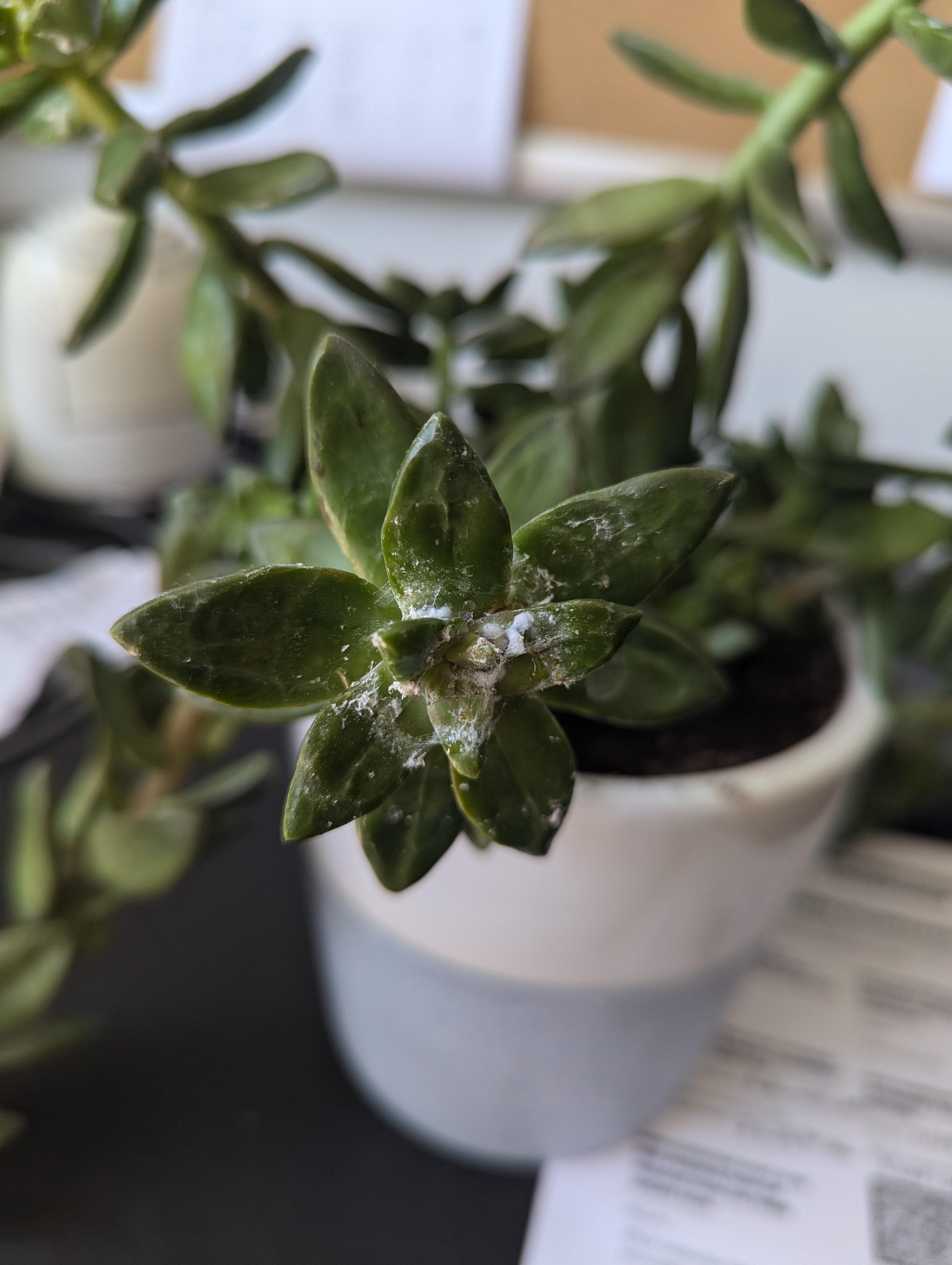 White Stuff On Succulents