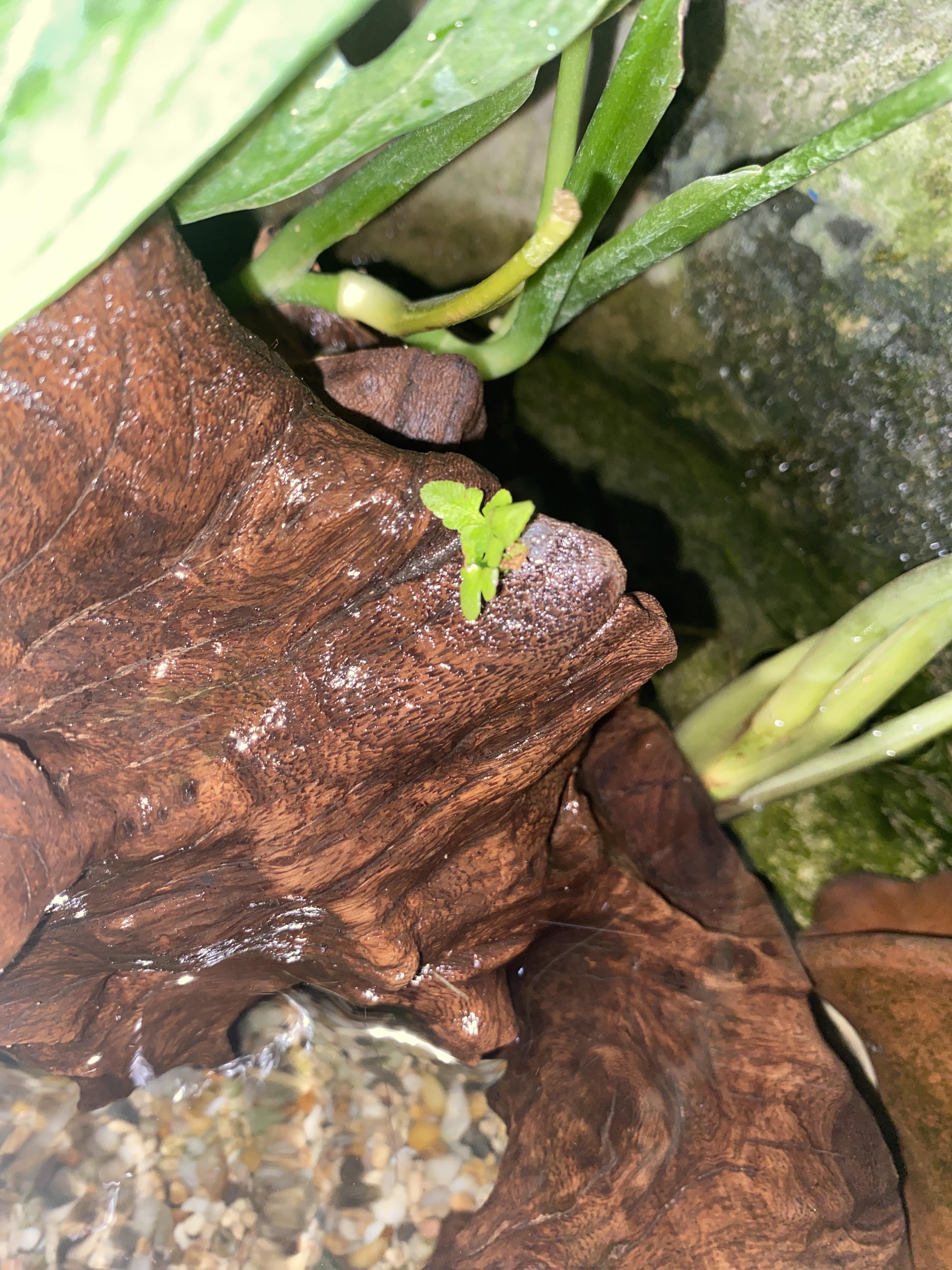 Species identification? | Scrolller