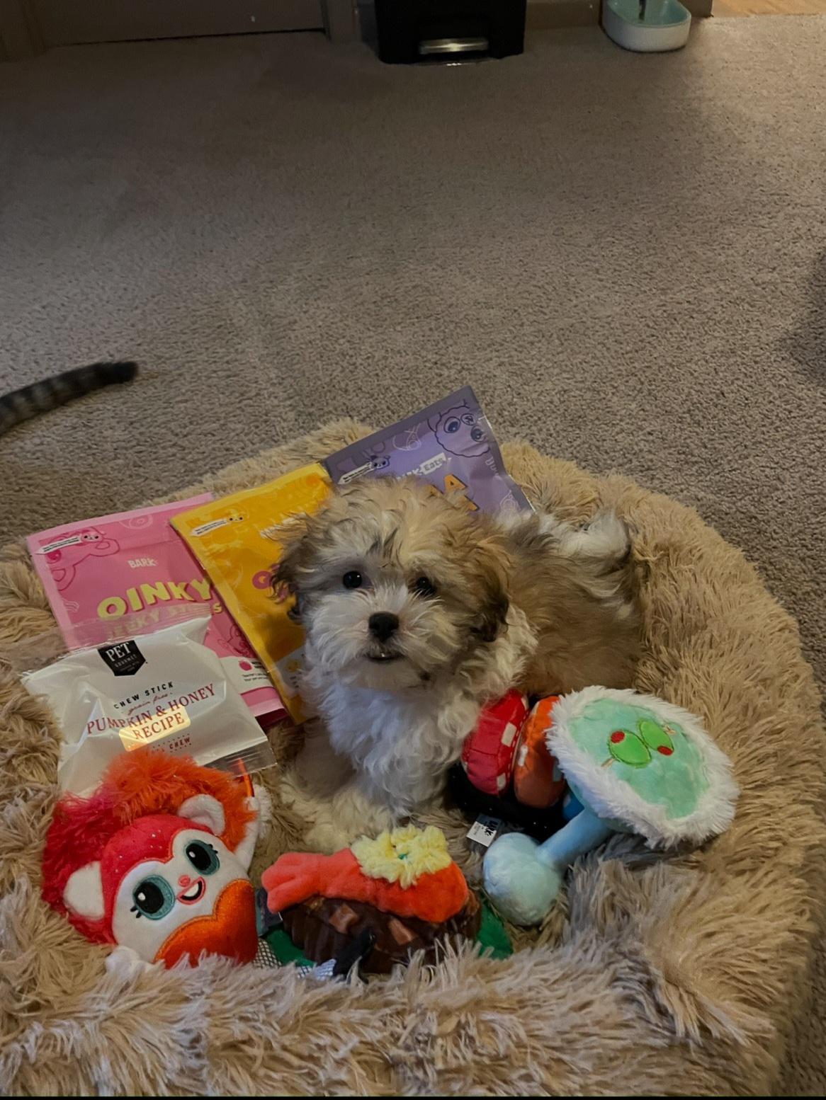 Biscuit A Year Ago VS Now | Scrolller