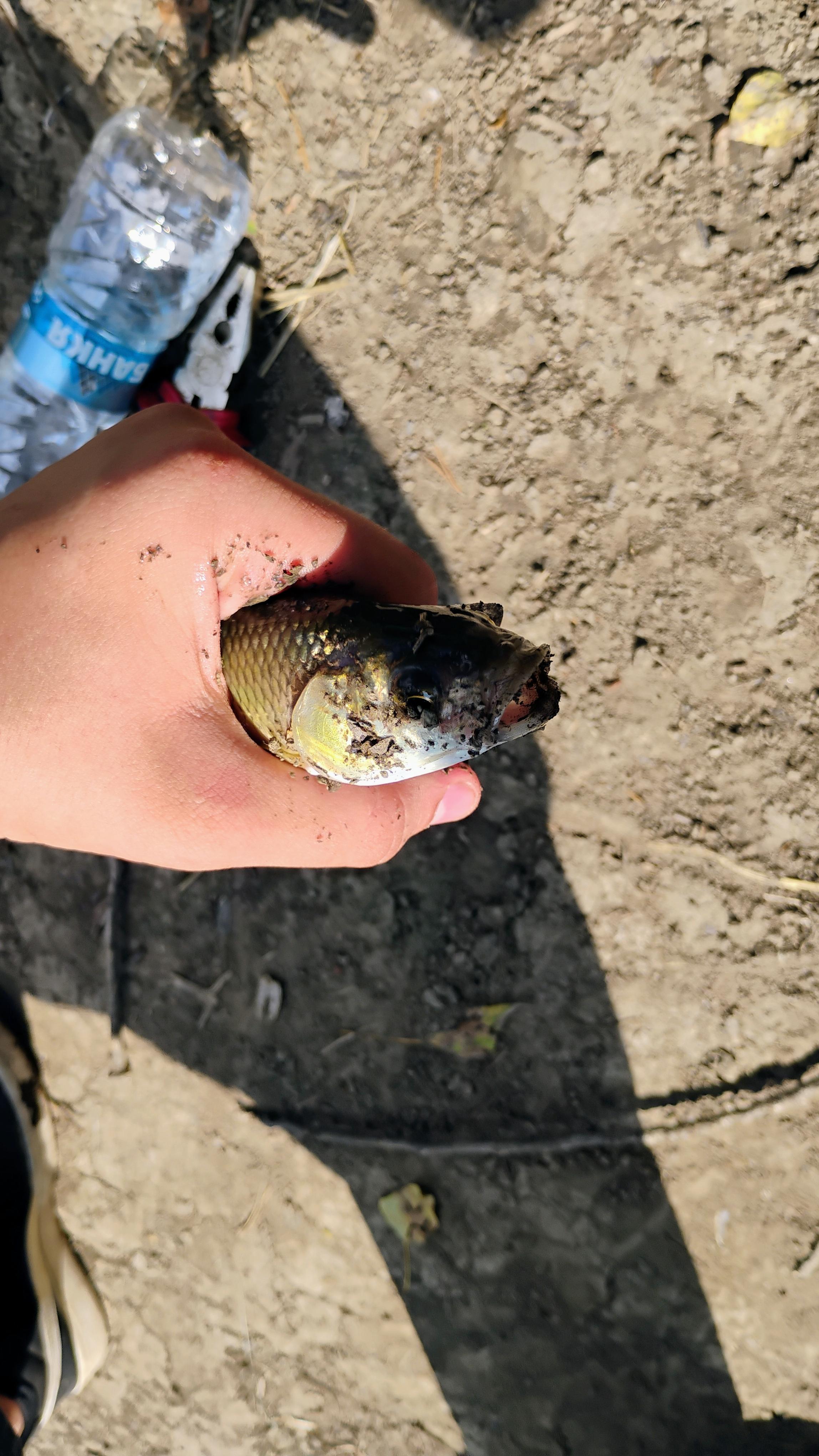 Fish identification | Scrolller