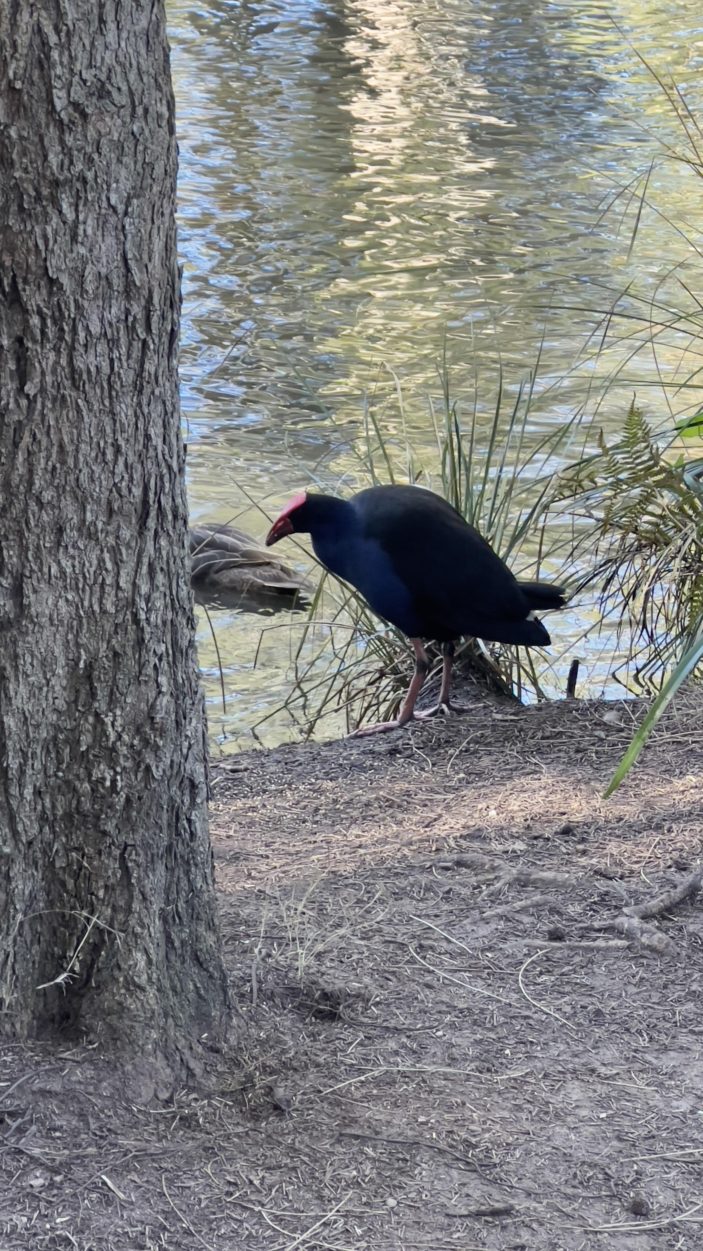 Can someone tell me who these scary mfs are. not the ducks | Scrolller