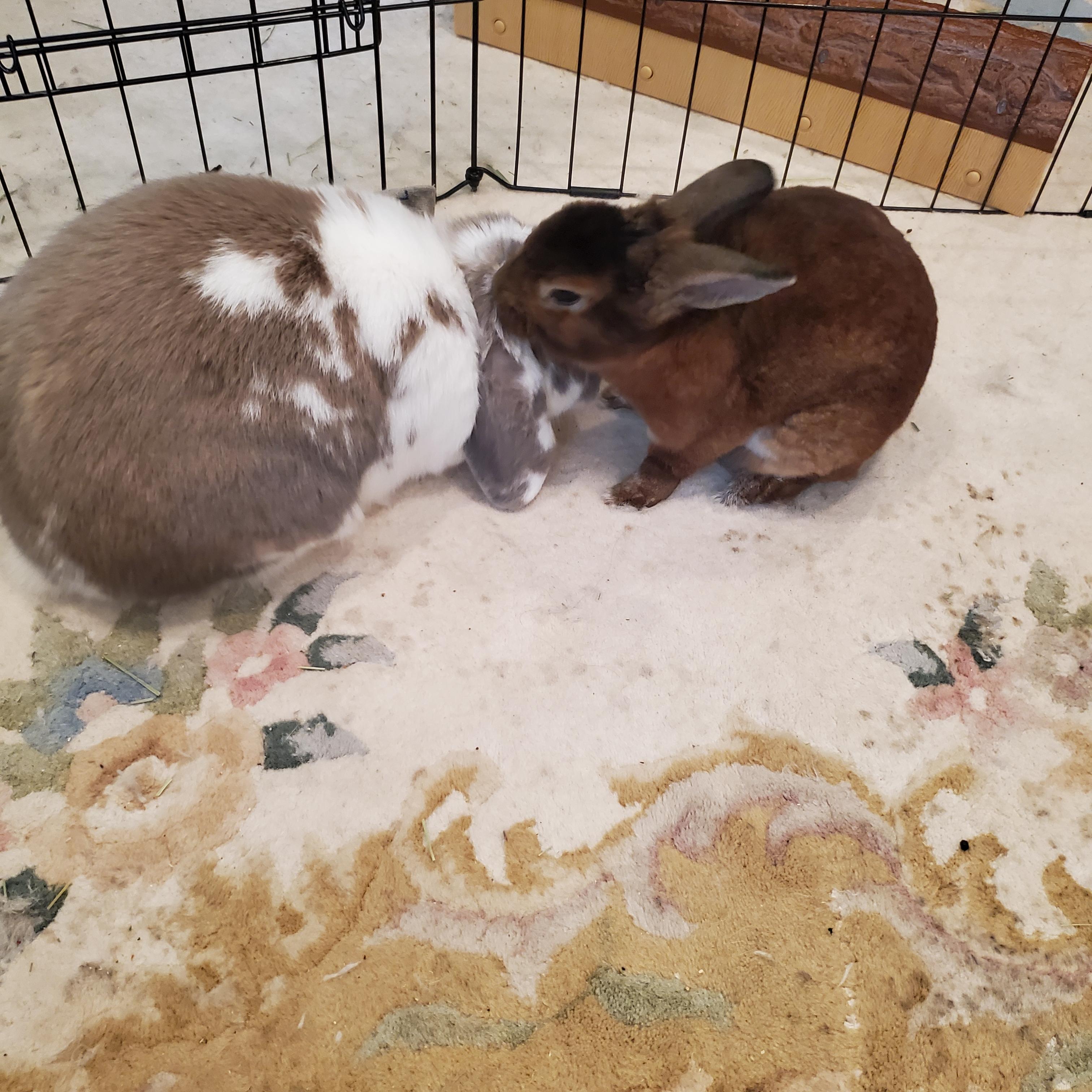 Day 8 bonding | Scrolller