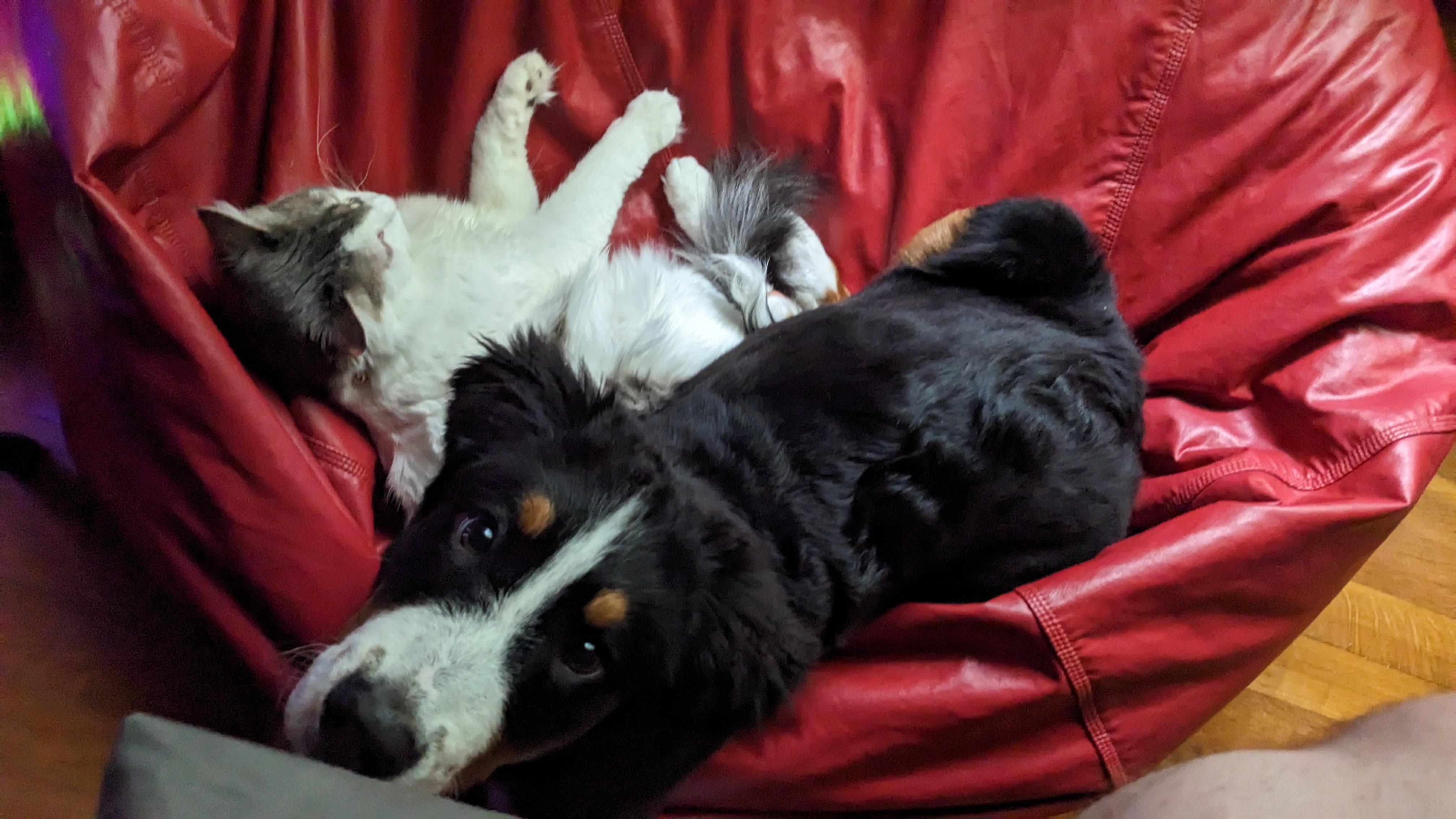 Anyone else's Berner obsessed with cats? | Scrolller