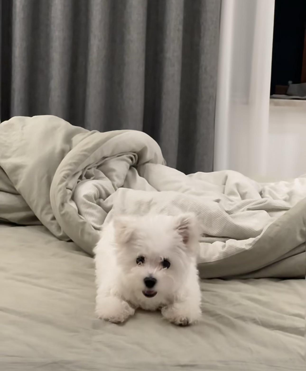 [OC] Before and after shaving a West Highland White Terrier, they are as different as two ...