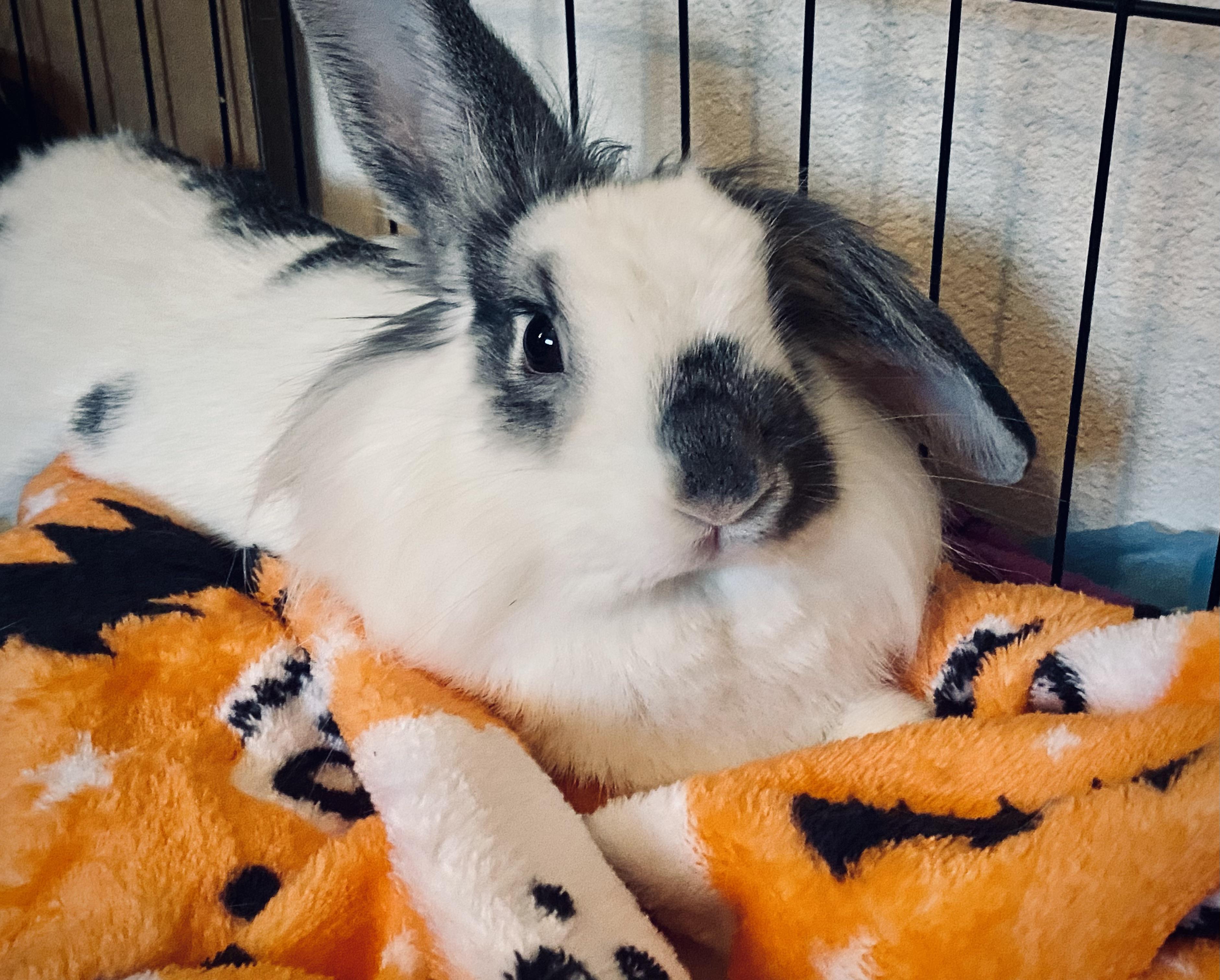 Bonding two males..anyone have any luck with this? | Scrolller