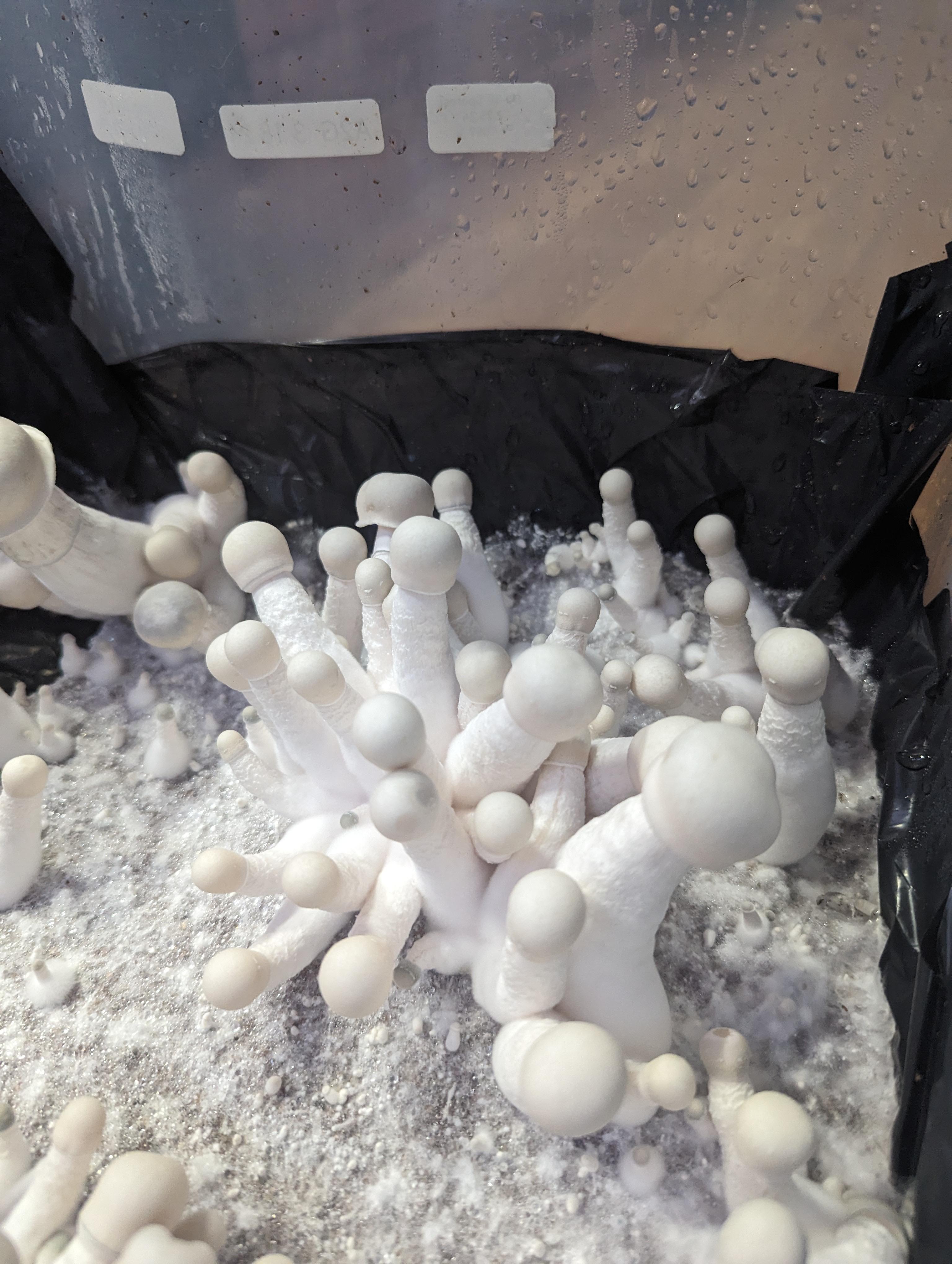 Pure magic | Scrolller