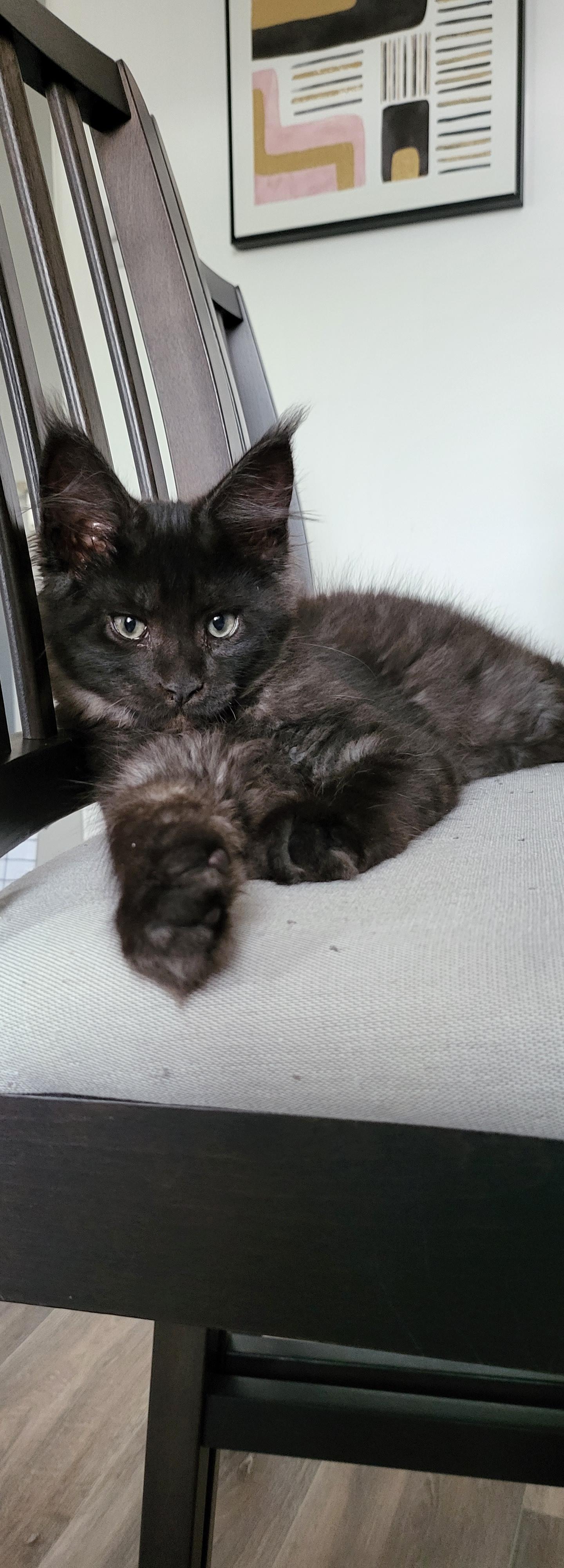 Oberon is finally here! | Scrolller