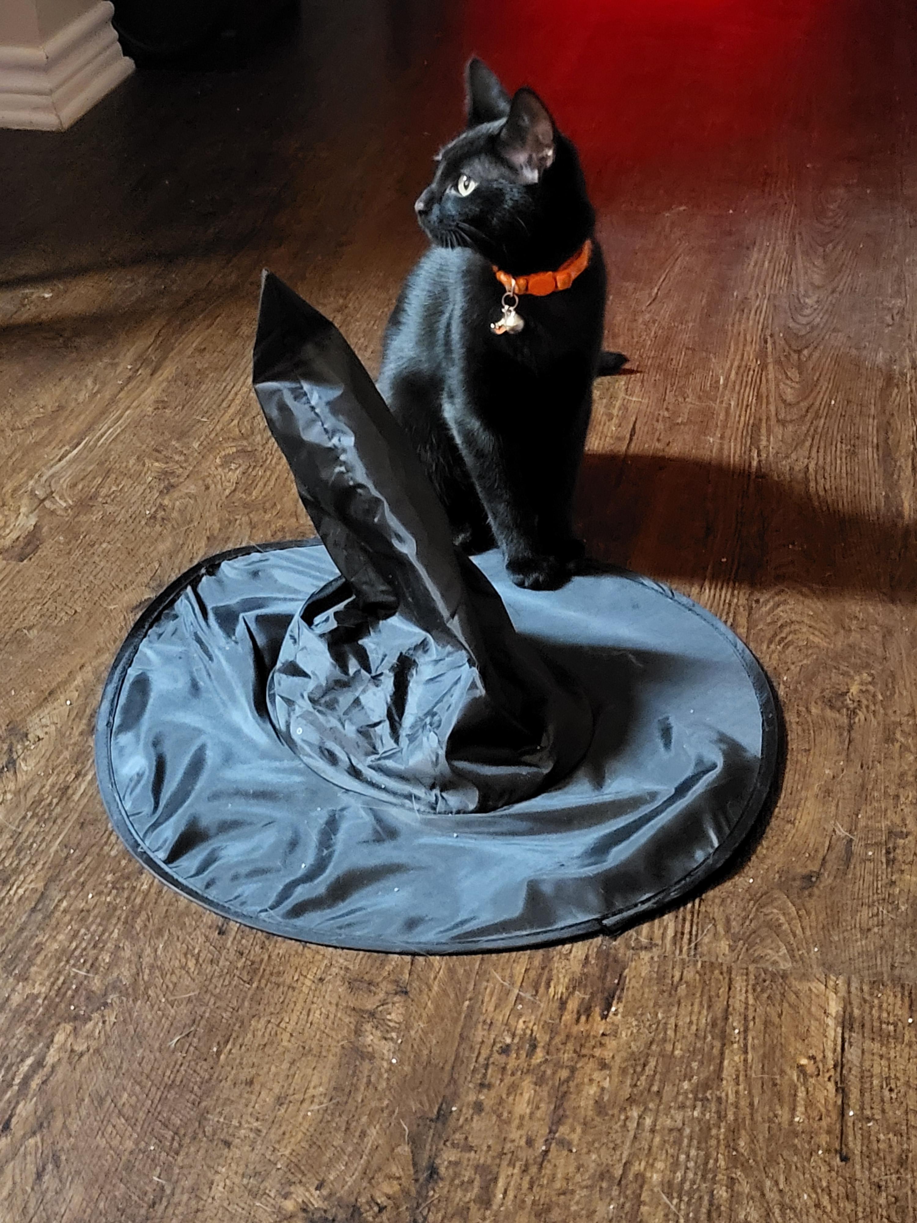 My little Halloween void 🐈‍⬛ | Scrolller