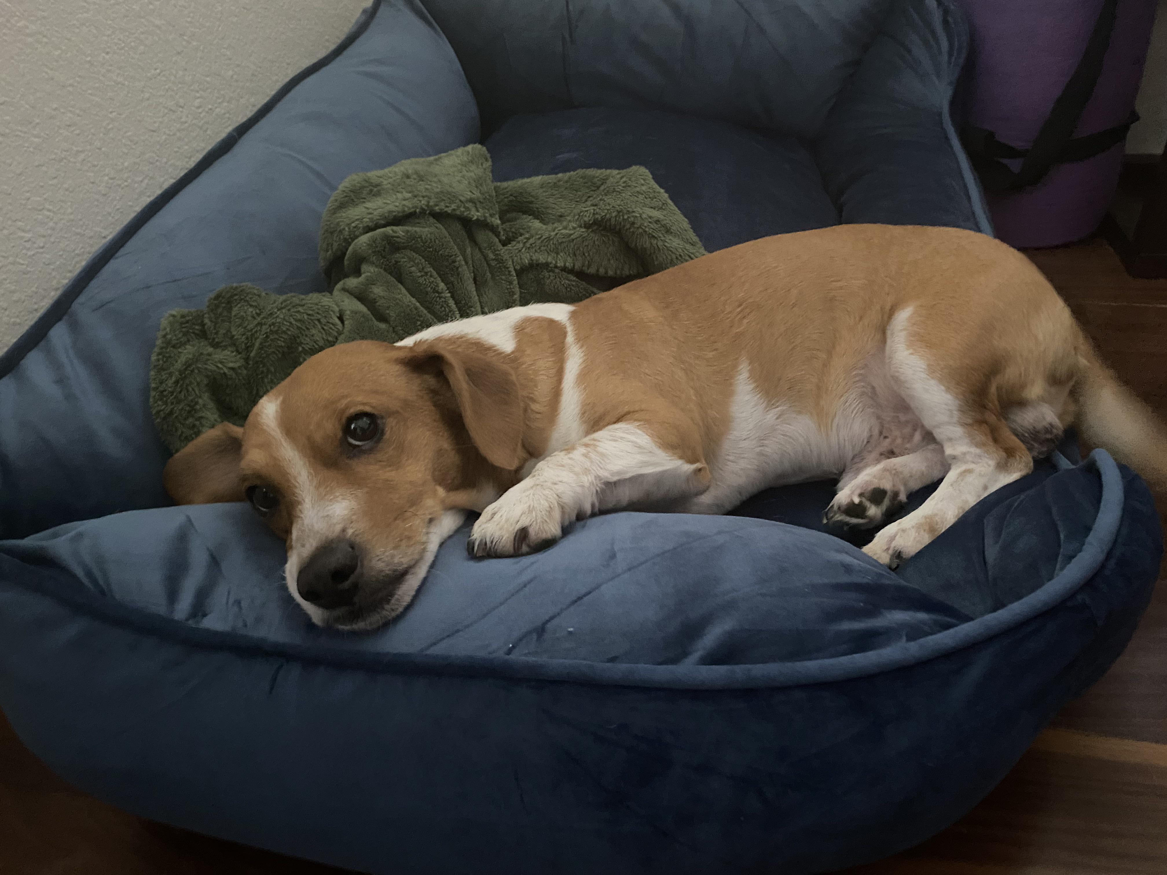 Discover More Like Aww Teddy Has Really Sunk Into His New Bed For
