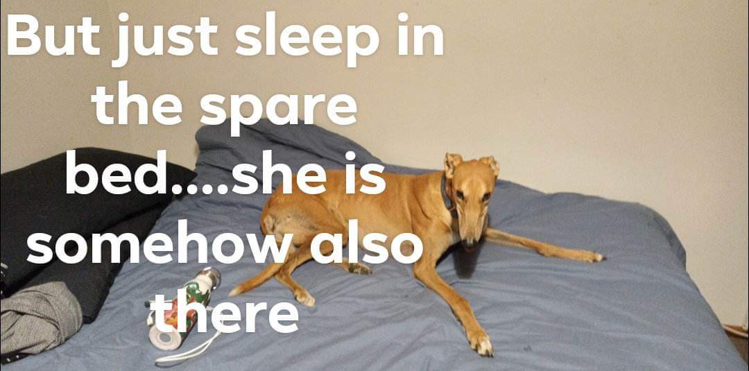 The true greyhound magic! | Scrolller