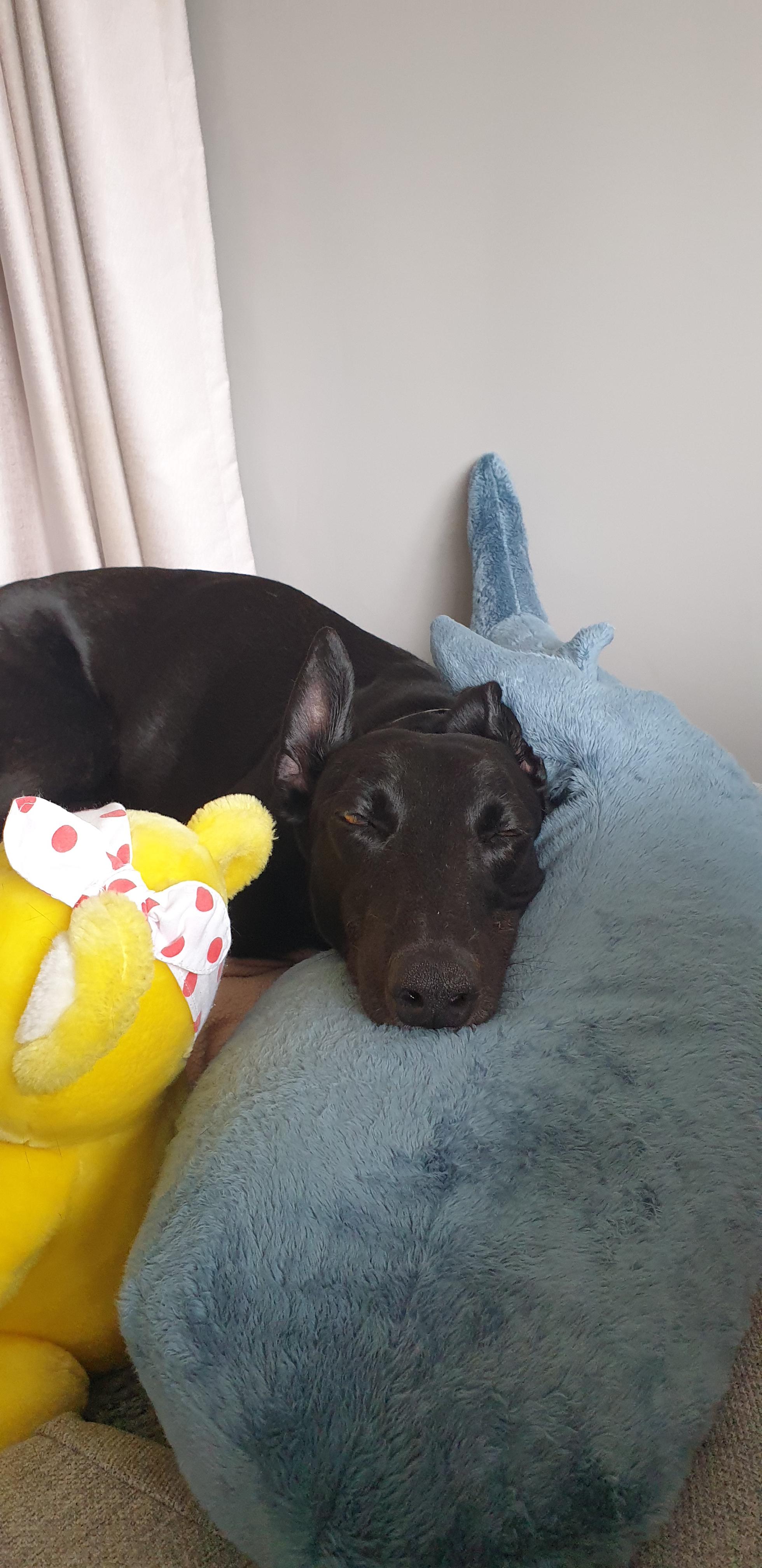 Discover more like Greyhounds: Crocohound... and Related Content | Scrolller