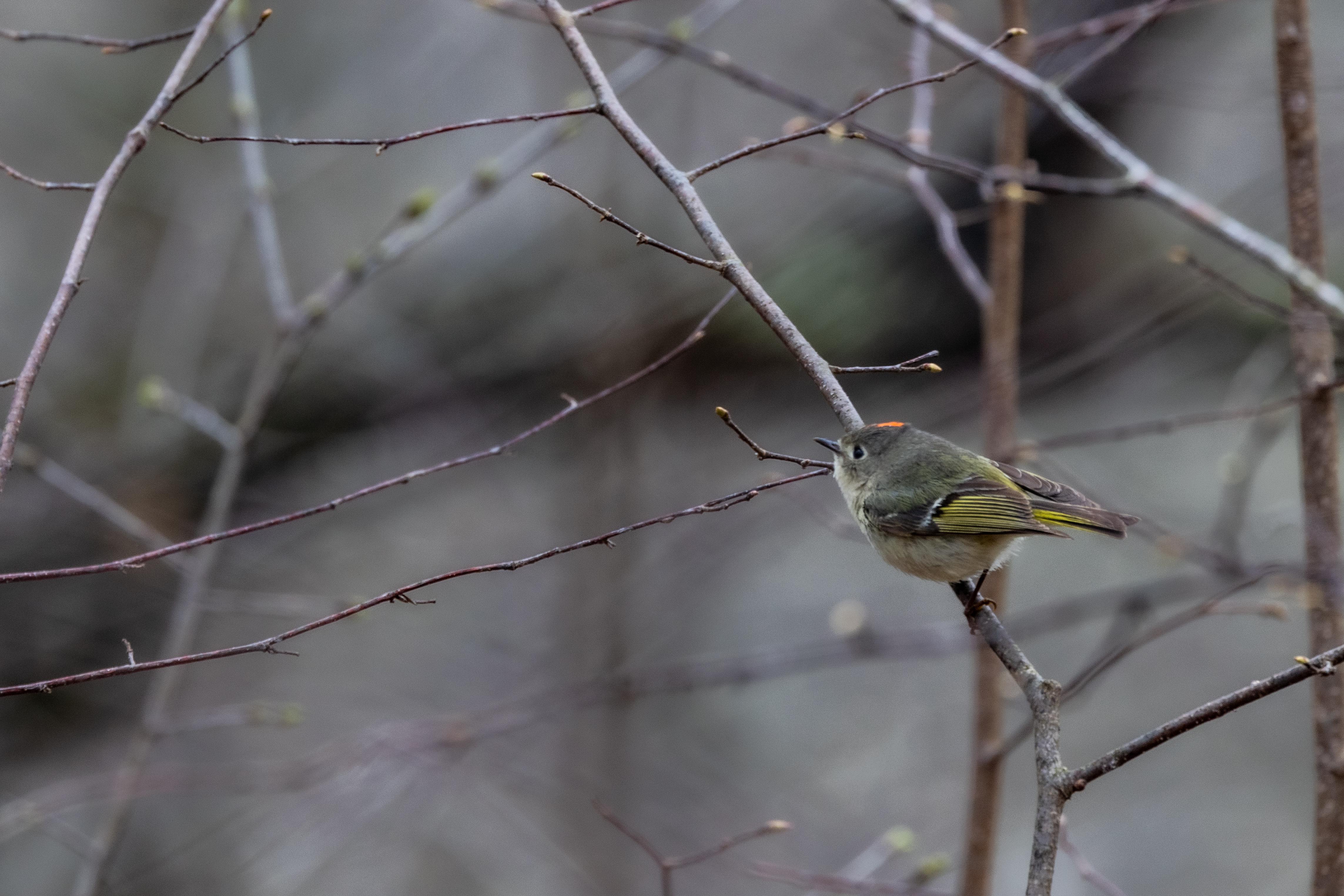 Gold and Ruby Crowned Kinglet 5-20-22 | Scrolller