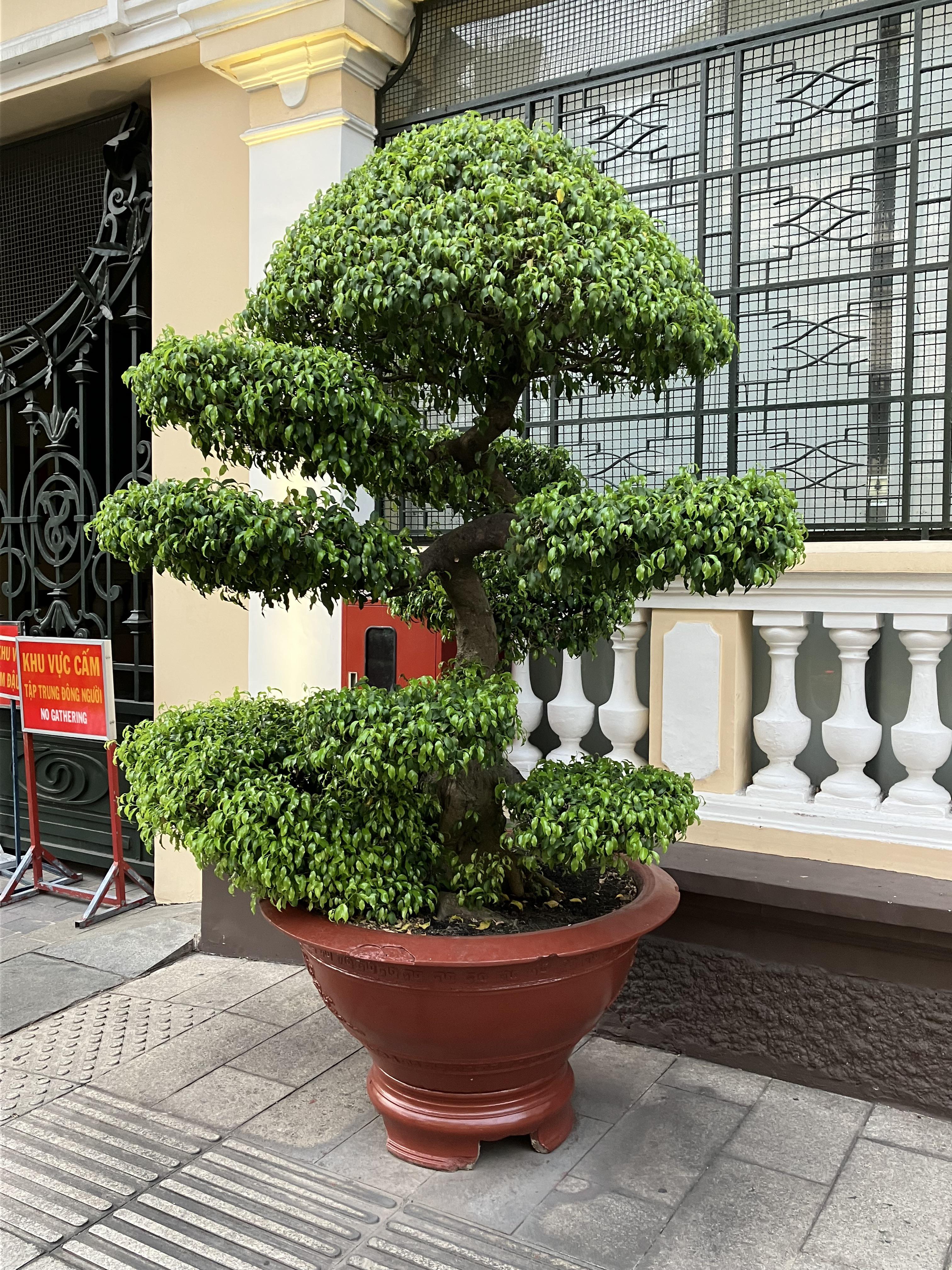 As promised, more bonsai from Saigon Vietnam 🇻🇳 Part 1 | Scrolller