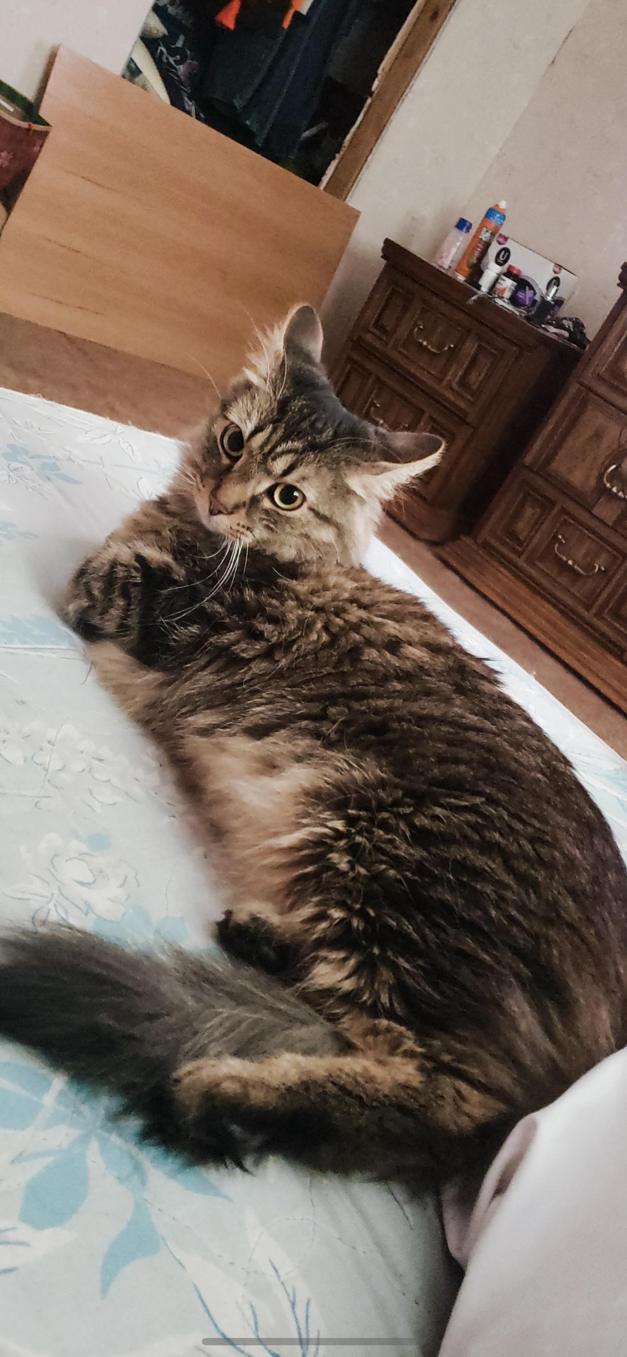 Maine coon or Tabby? | Scrolller