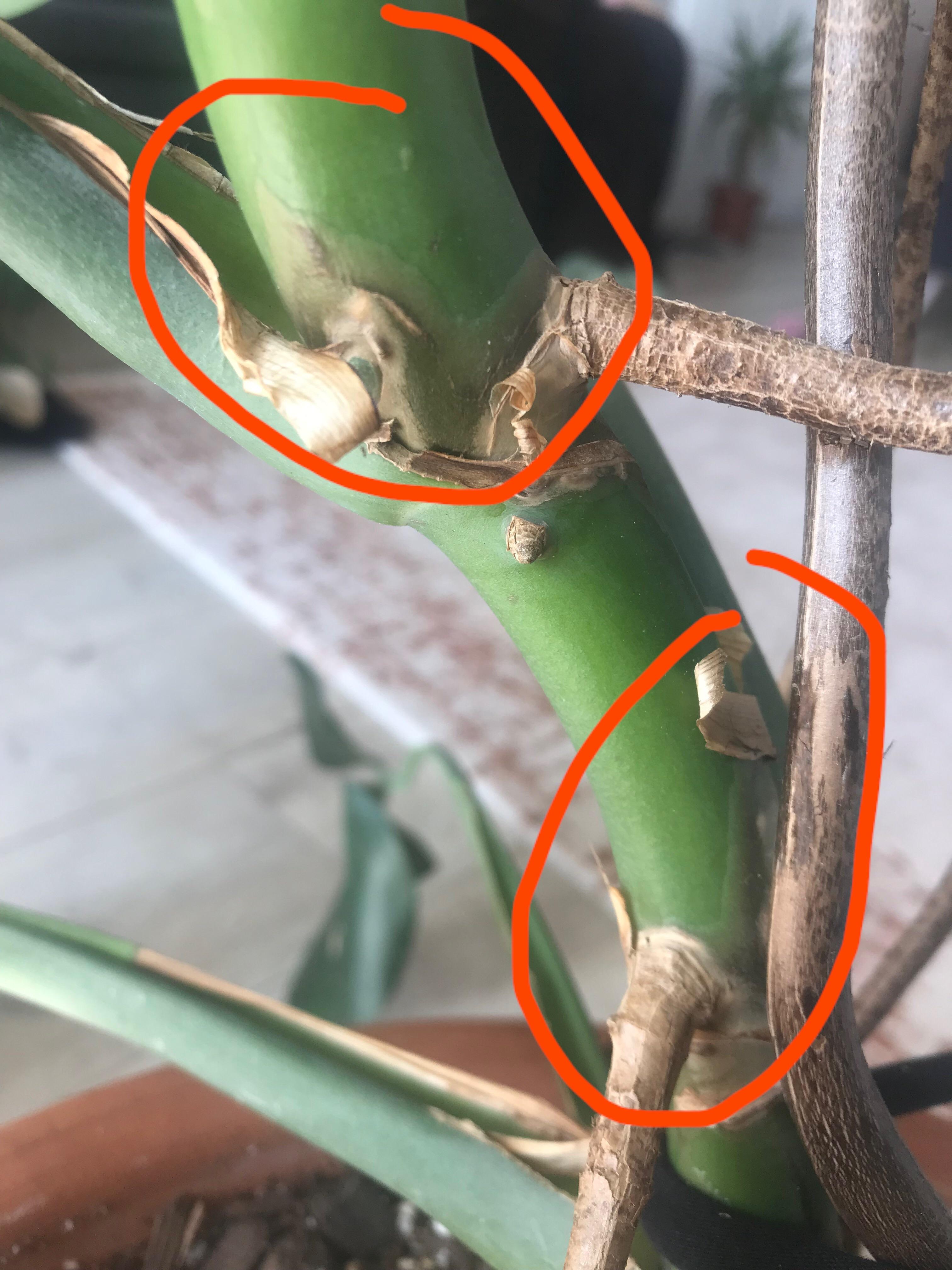 Is it normal? | Scrolller