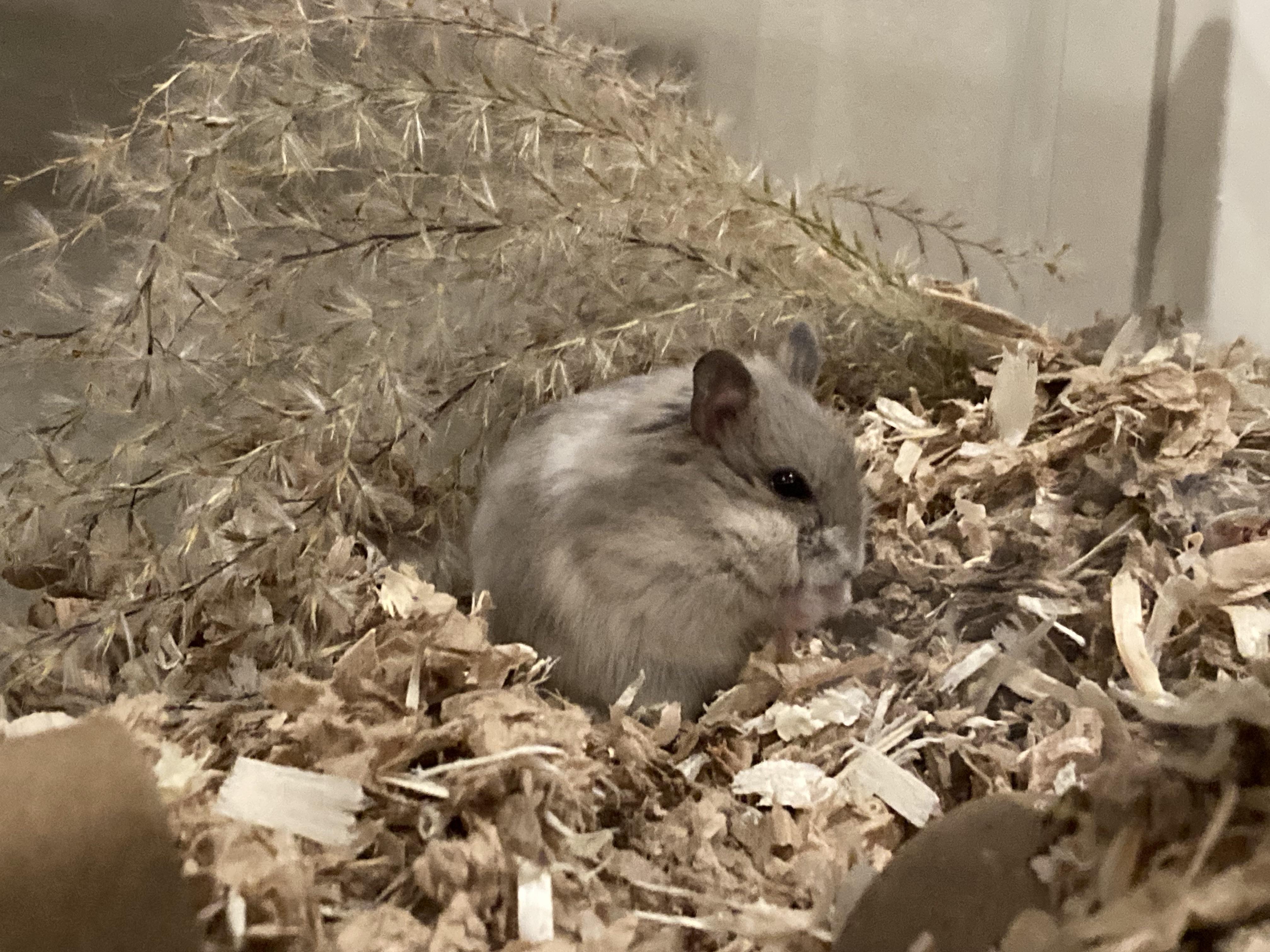 Dwarf hamster enclosure recommendations | Scrolller