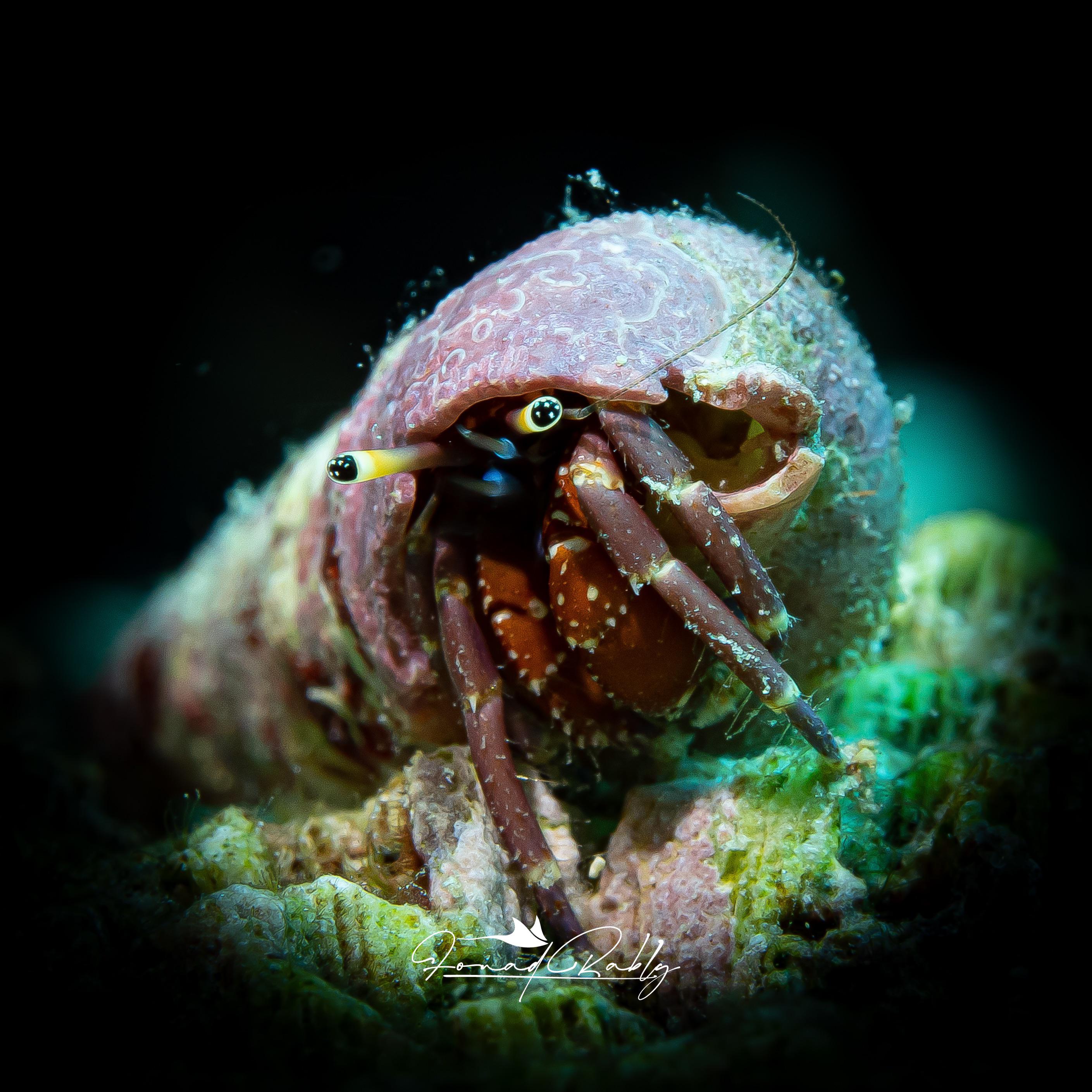 Hermit crab few pictures from different angle used 50mm lens… | Scrolller
