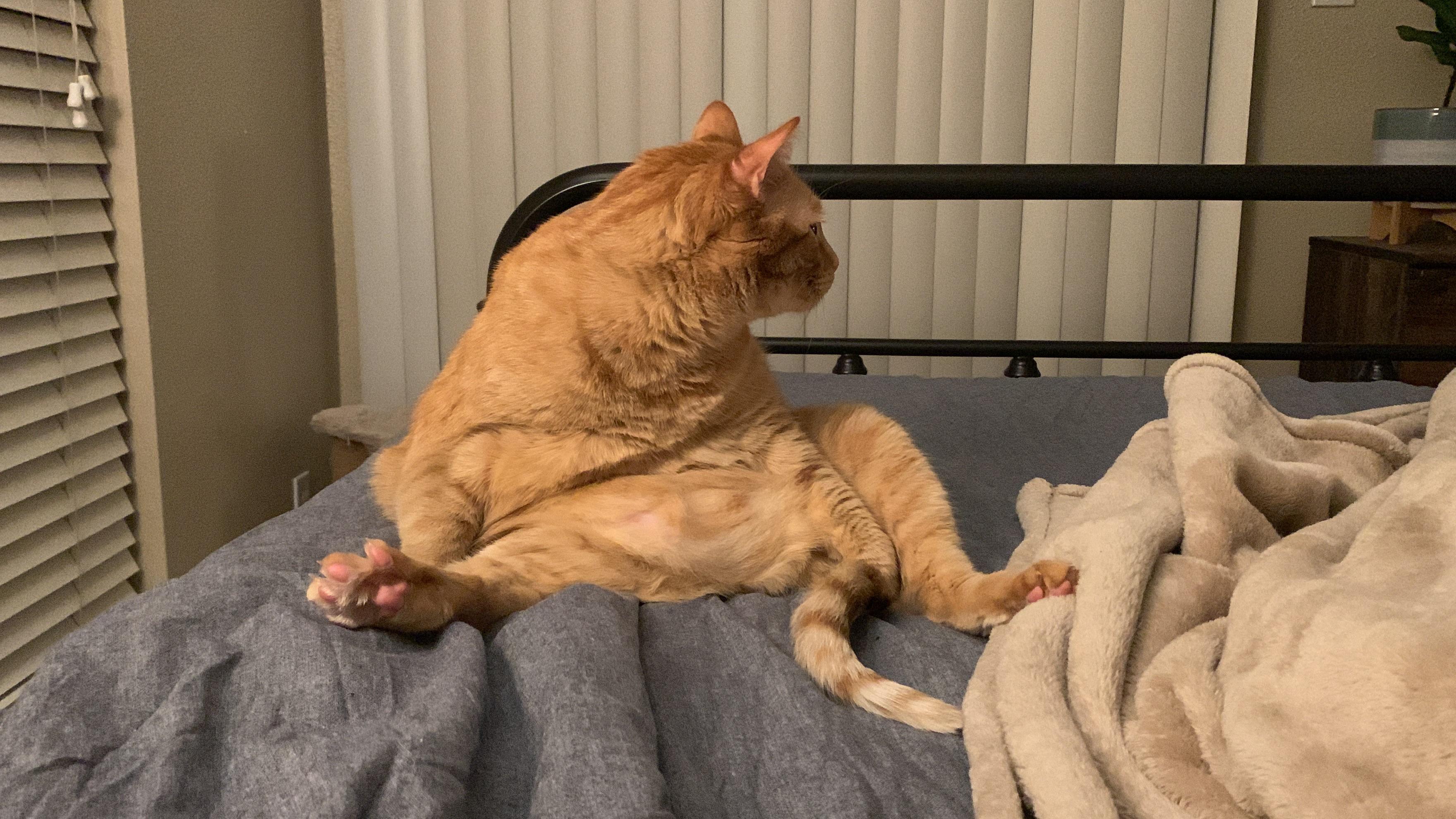 Thiccc belly | Scrolller